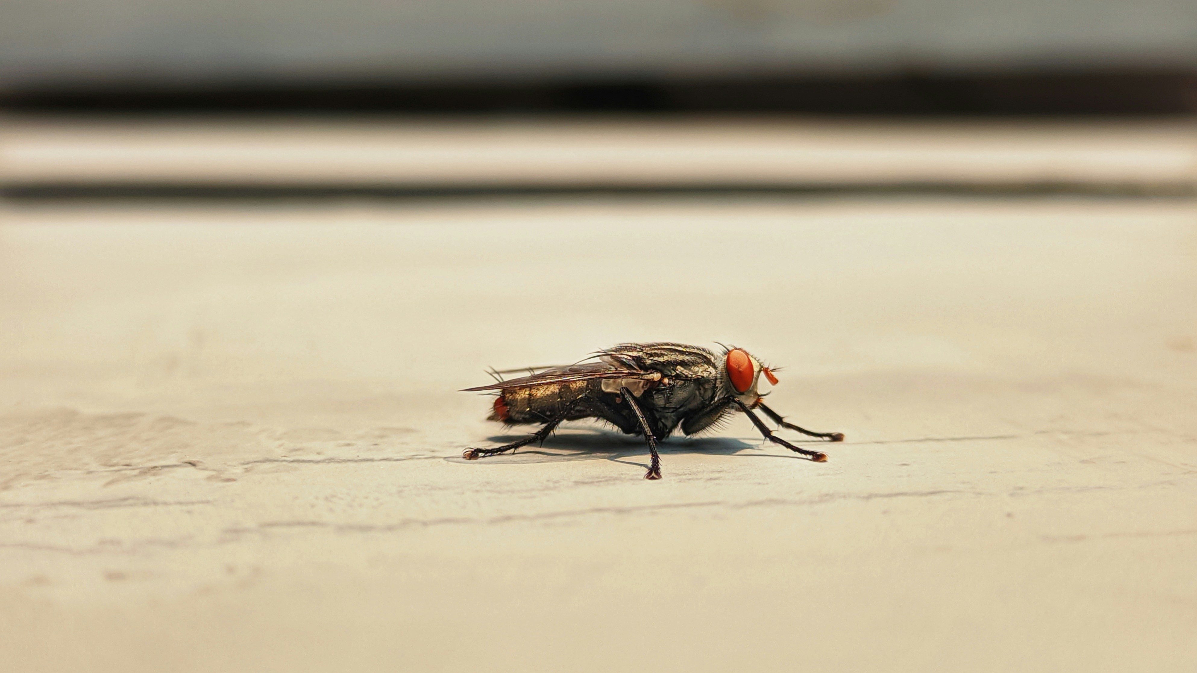 Housefly Pictures | Download Free Images on Unsplash