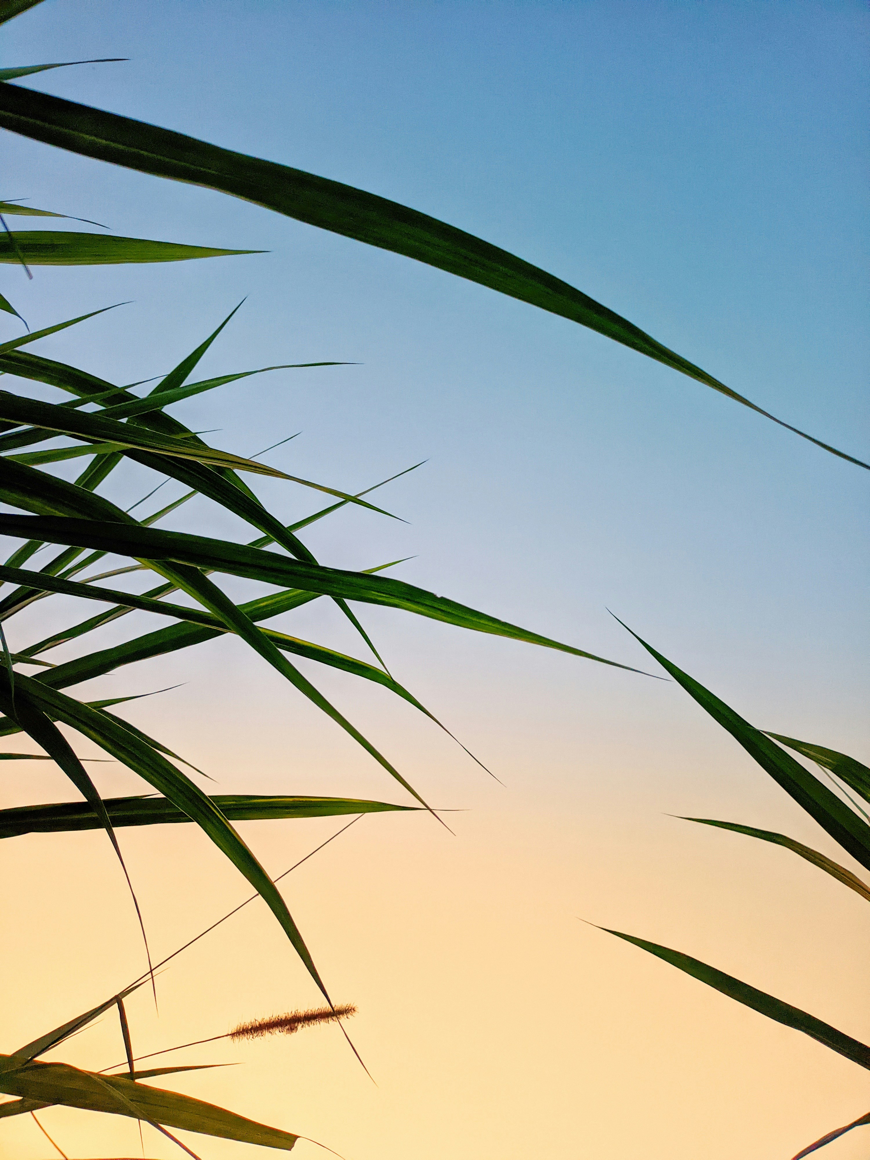 A view of the sky through the leaves of a palm tree photo – Free Tuni ...