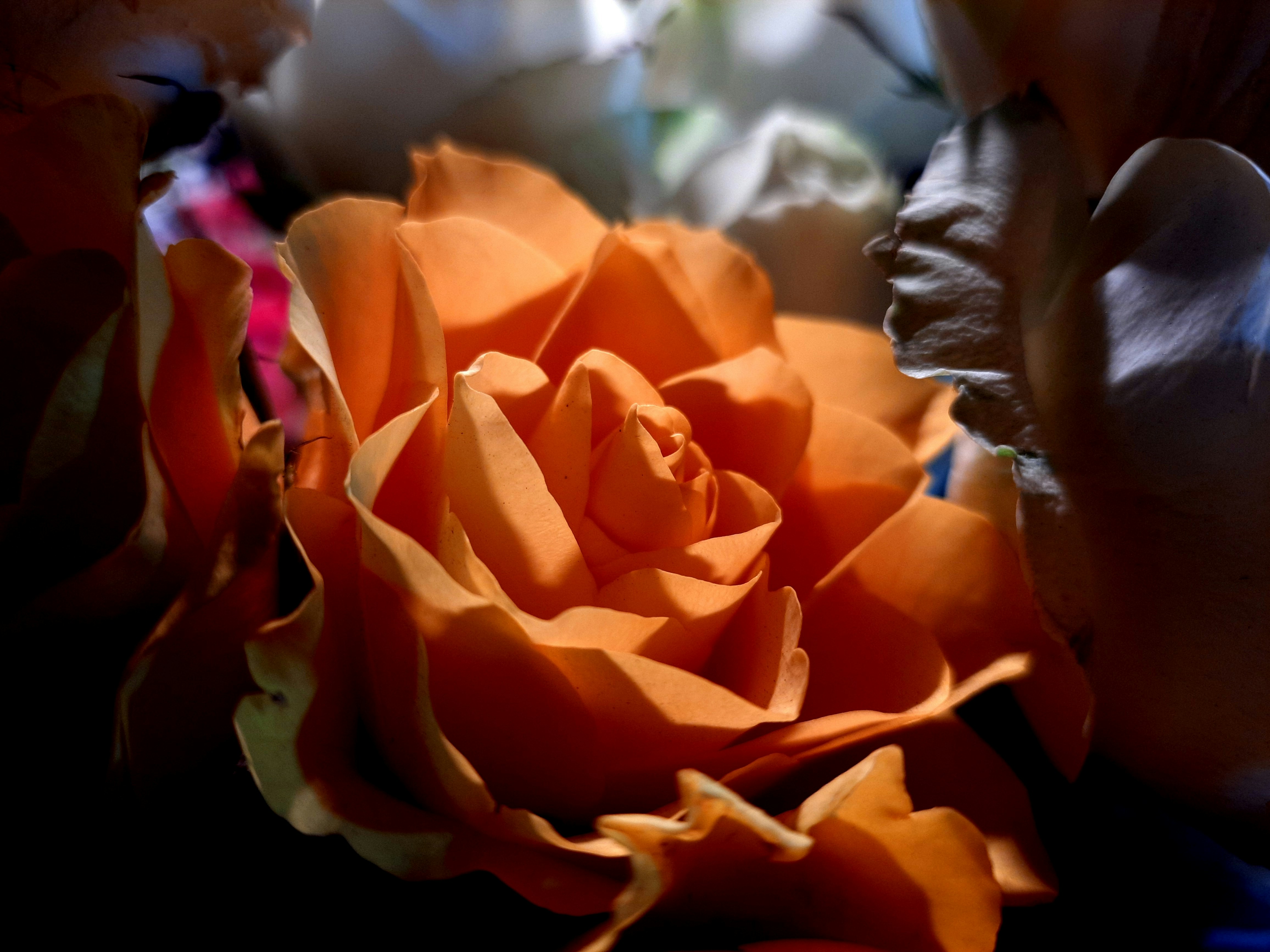 Vibrant orange rose surrounded by soft petals of other flowers in a dimly lit setting.