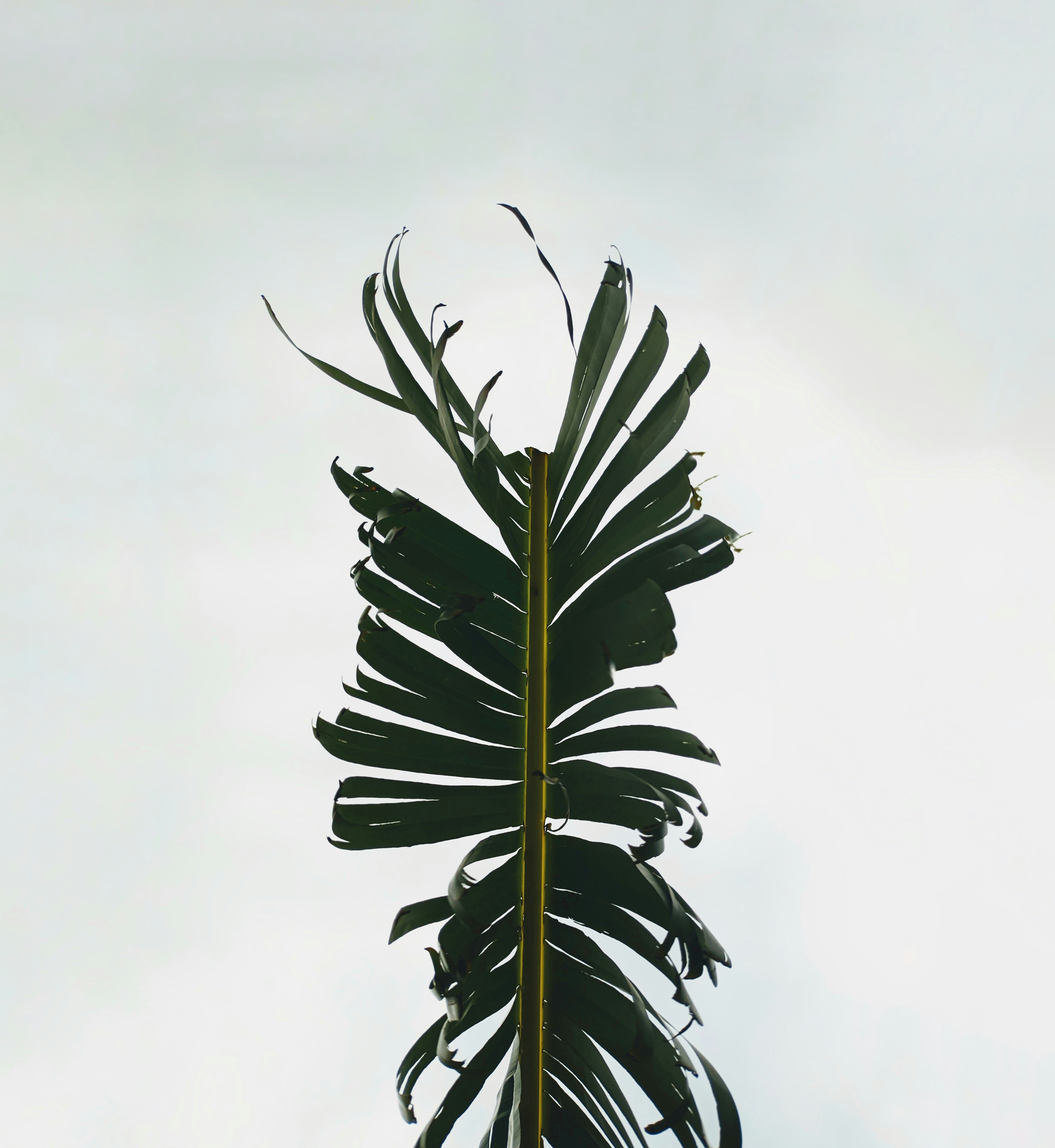 Single palm frond rises against a pale sky, forming a minimalist botanical portrait.