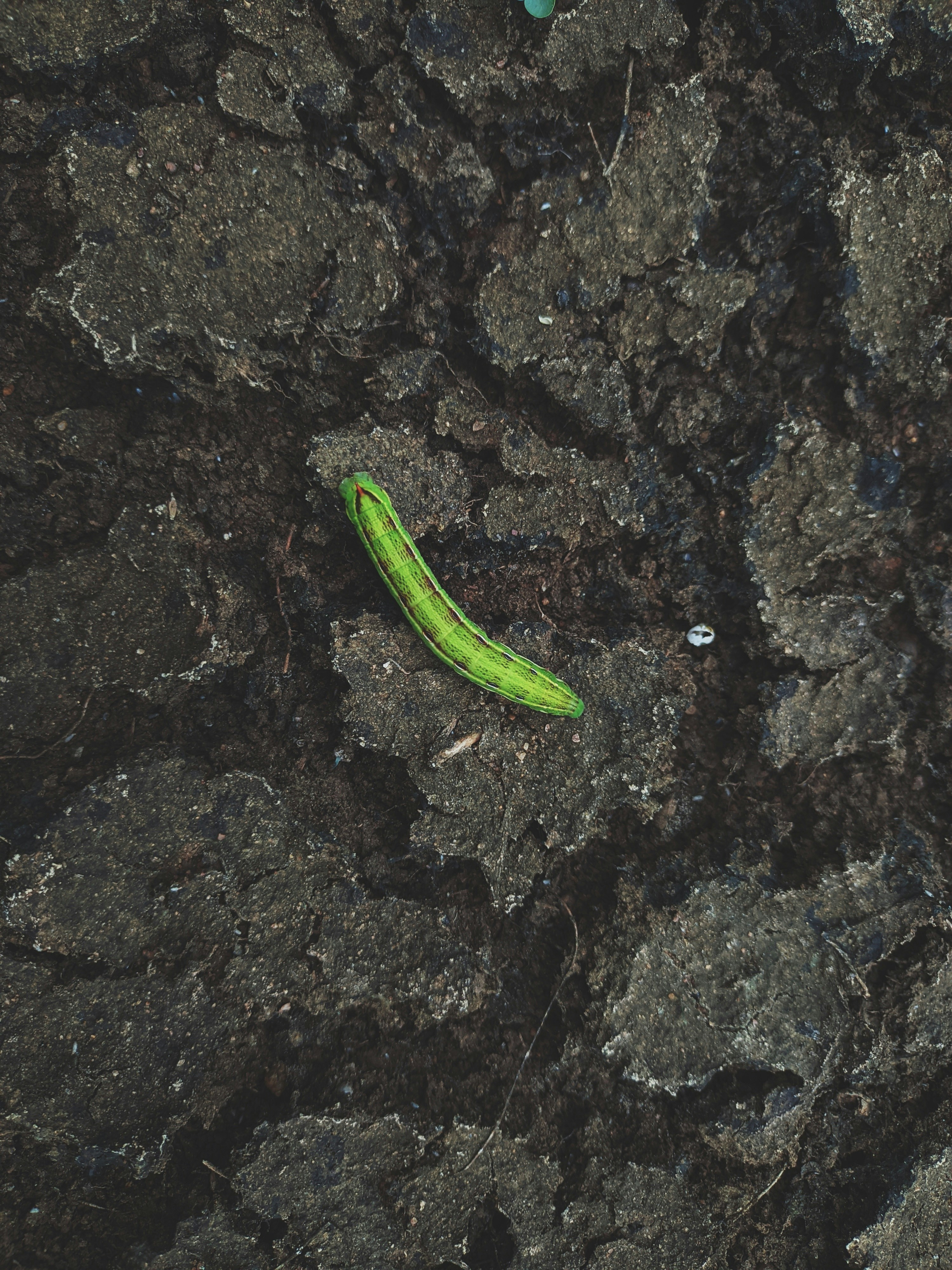 Bright green seed rests on dark, cracked soil, creating a vivid focal point with rugged texture.