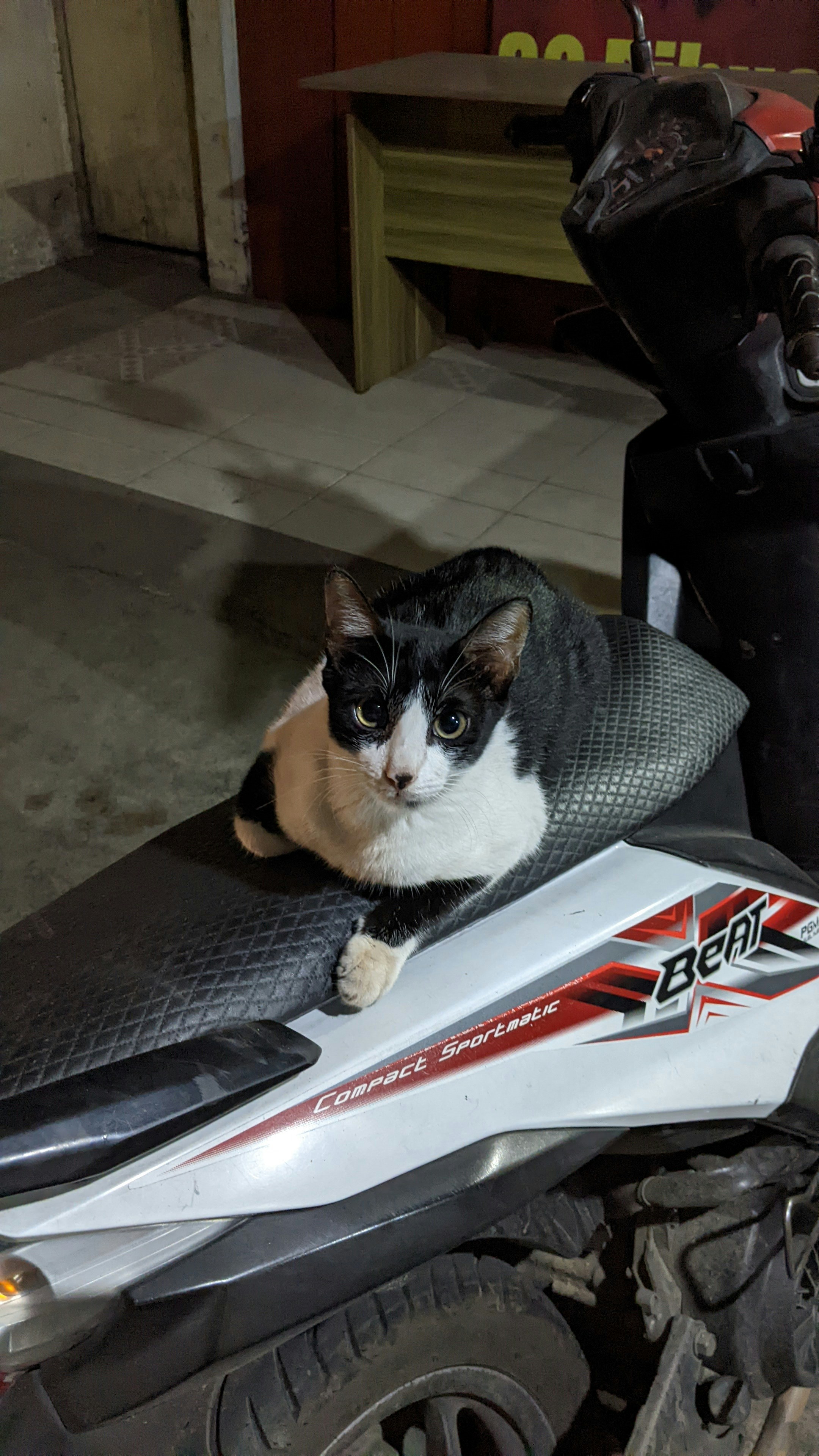 A black-and-white tuxedo cat lounges along a sport scooter inside a dimly lit shop, with industrial details and a red sign in the background.