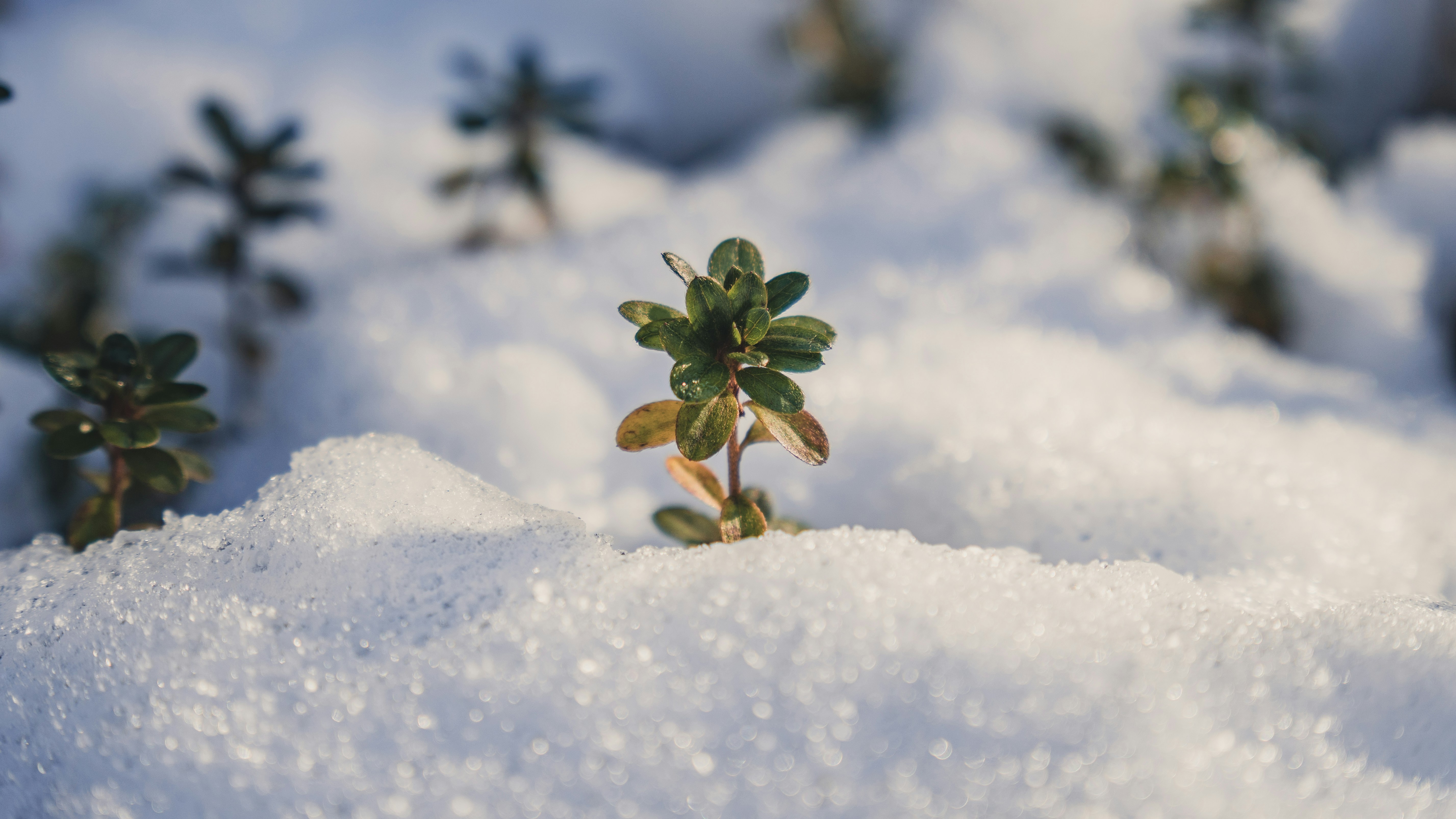 Emerald Sprout Rising Through a Snow Drift