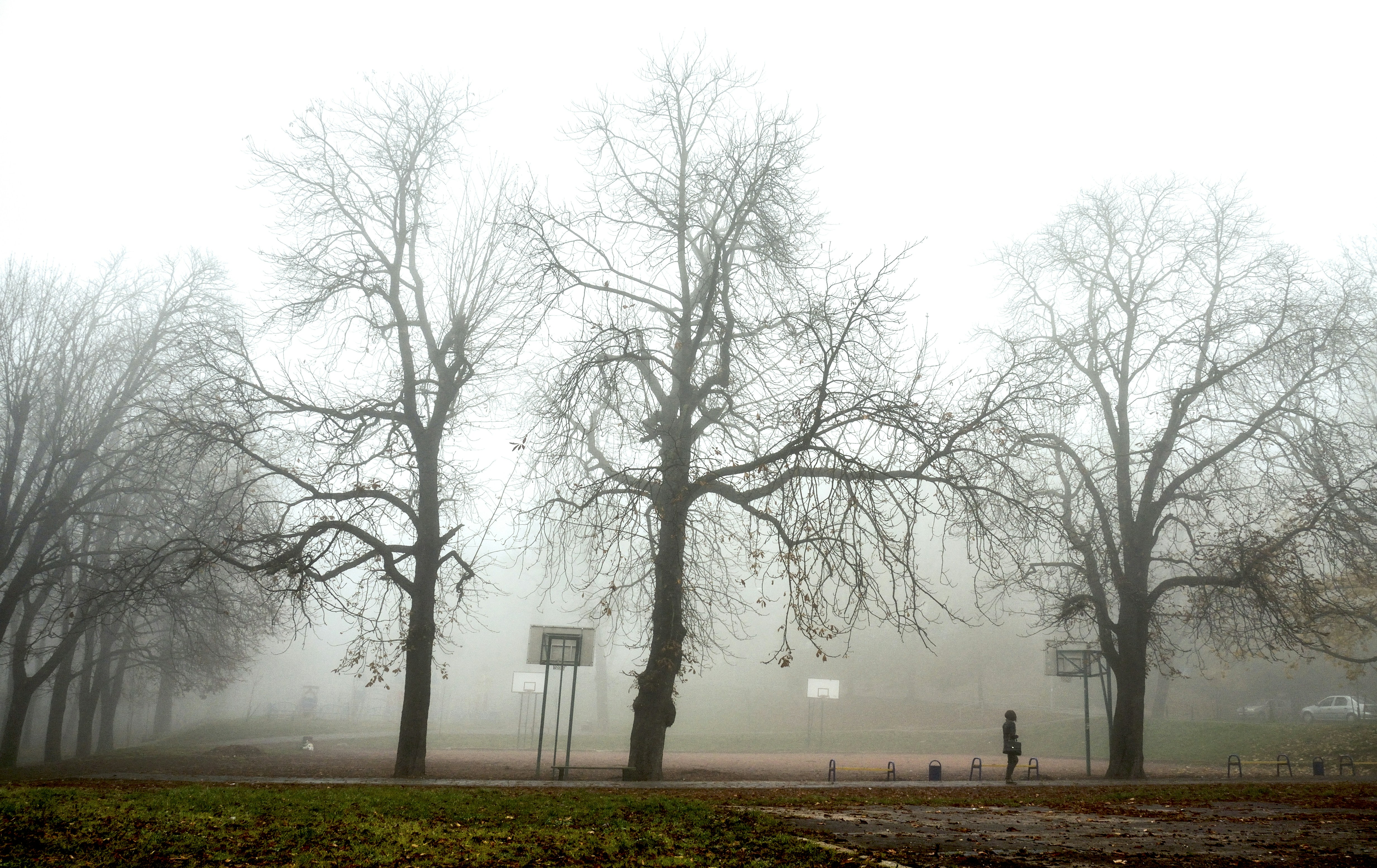 Fog-Choked Park with Silent Trees