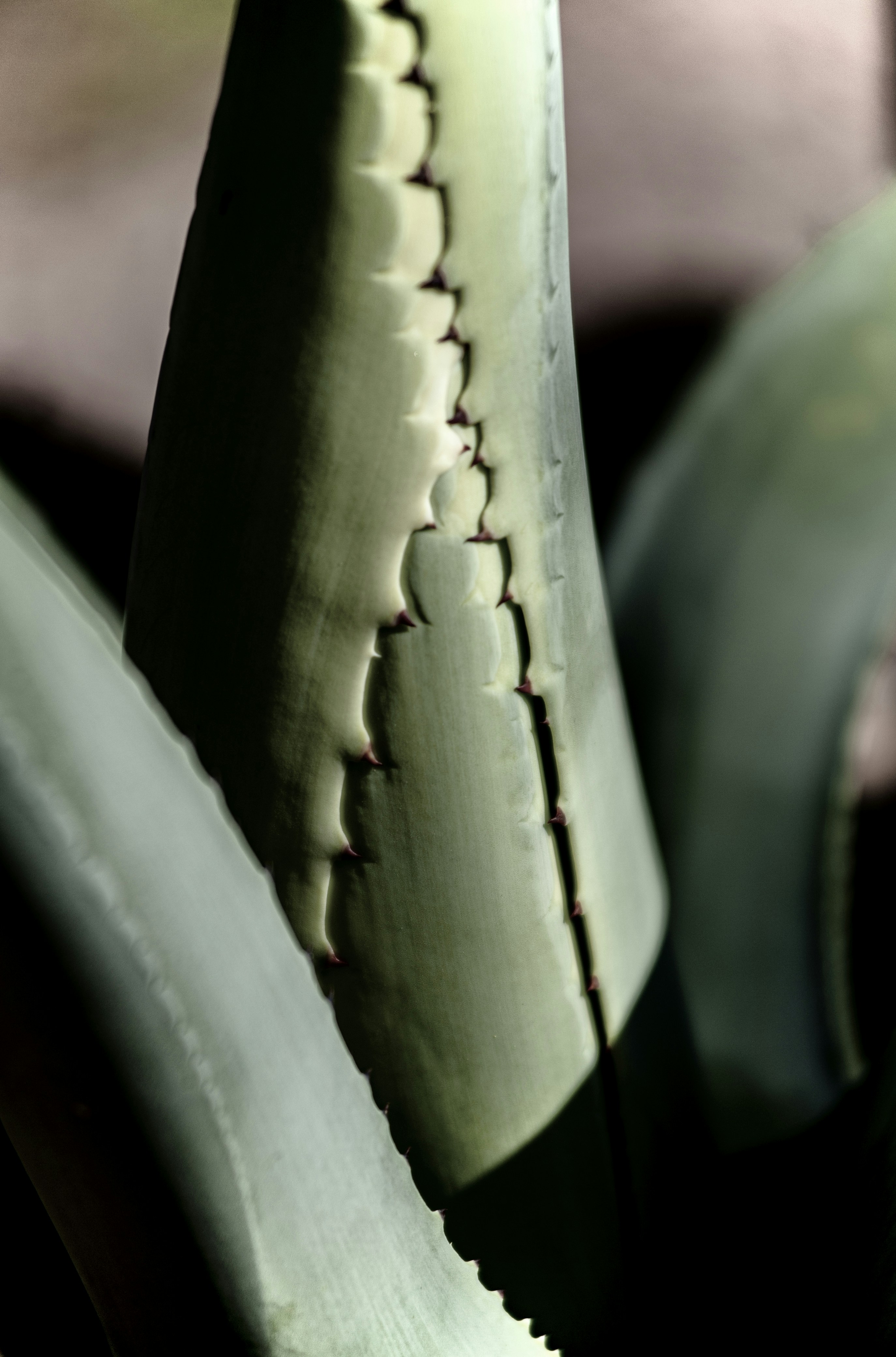 a close up of a plant with a long stem