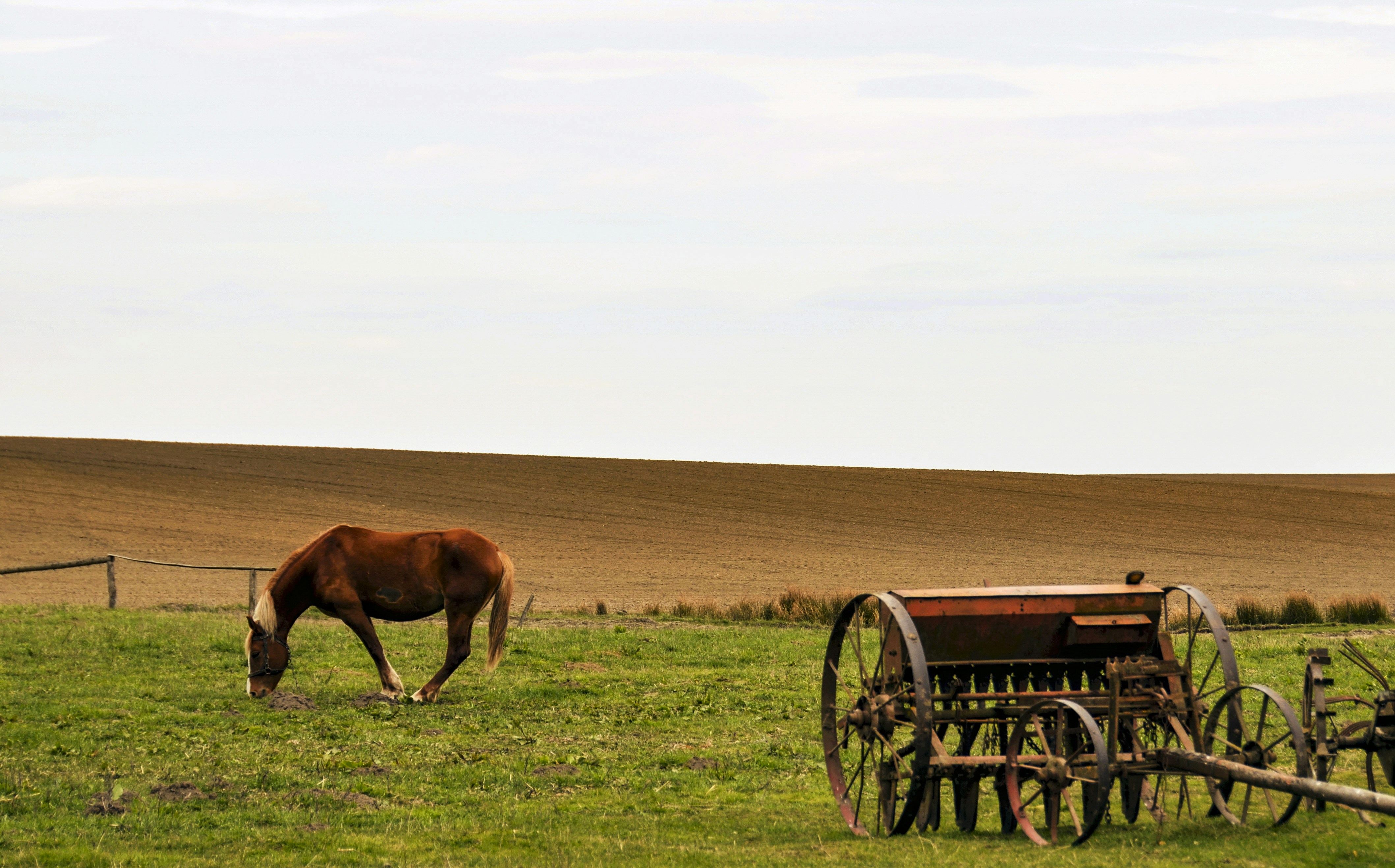 a horse grazing in a field next to a plow