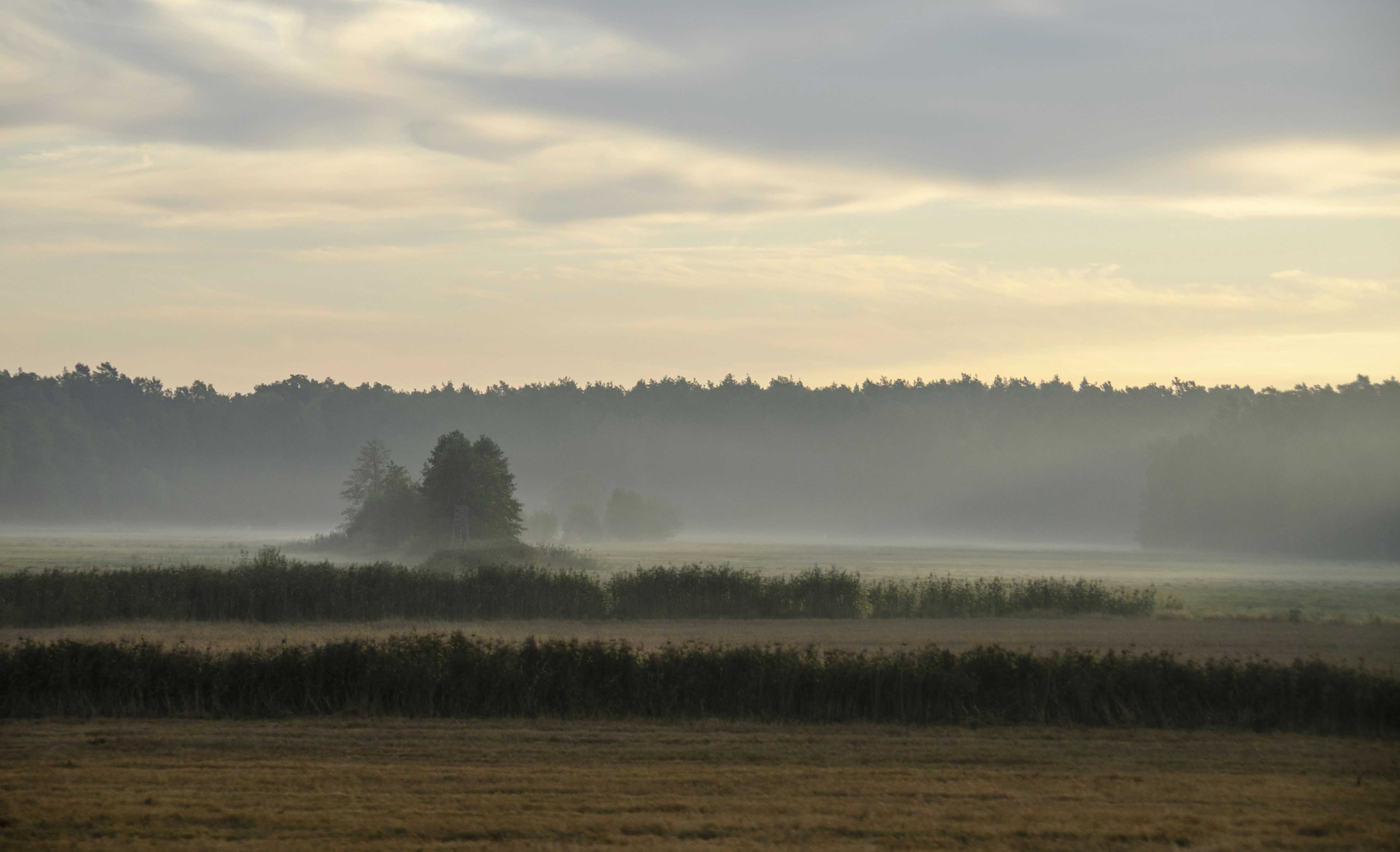A foggy field with trees in the distance photo – Free Nature Image on ...