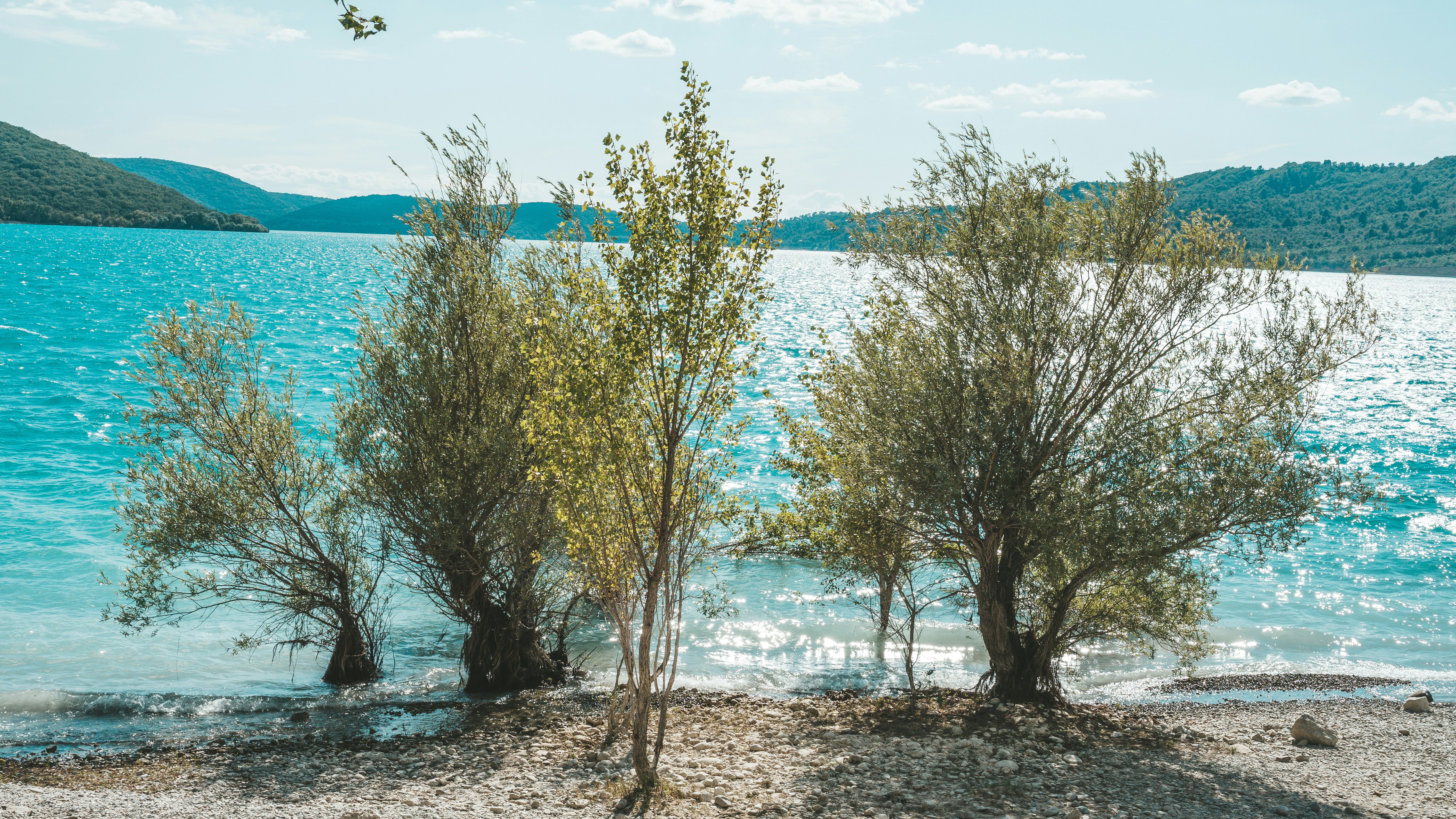 Three slender trees stand gracefully along a shimmering lake, their reflections dancing on the water's surface under a clear blue sky.