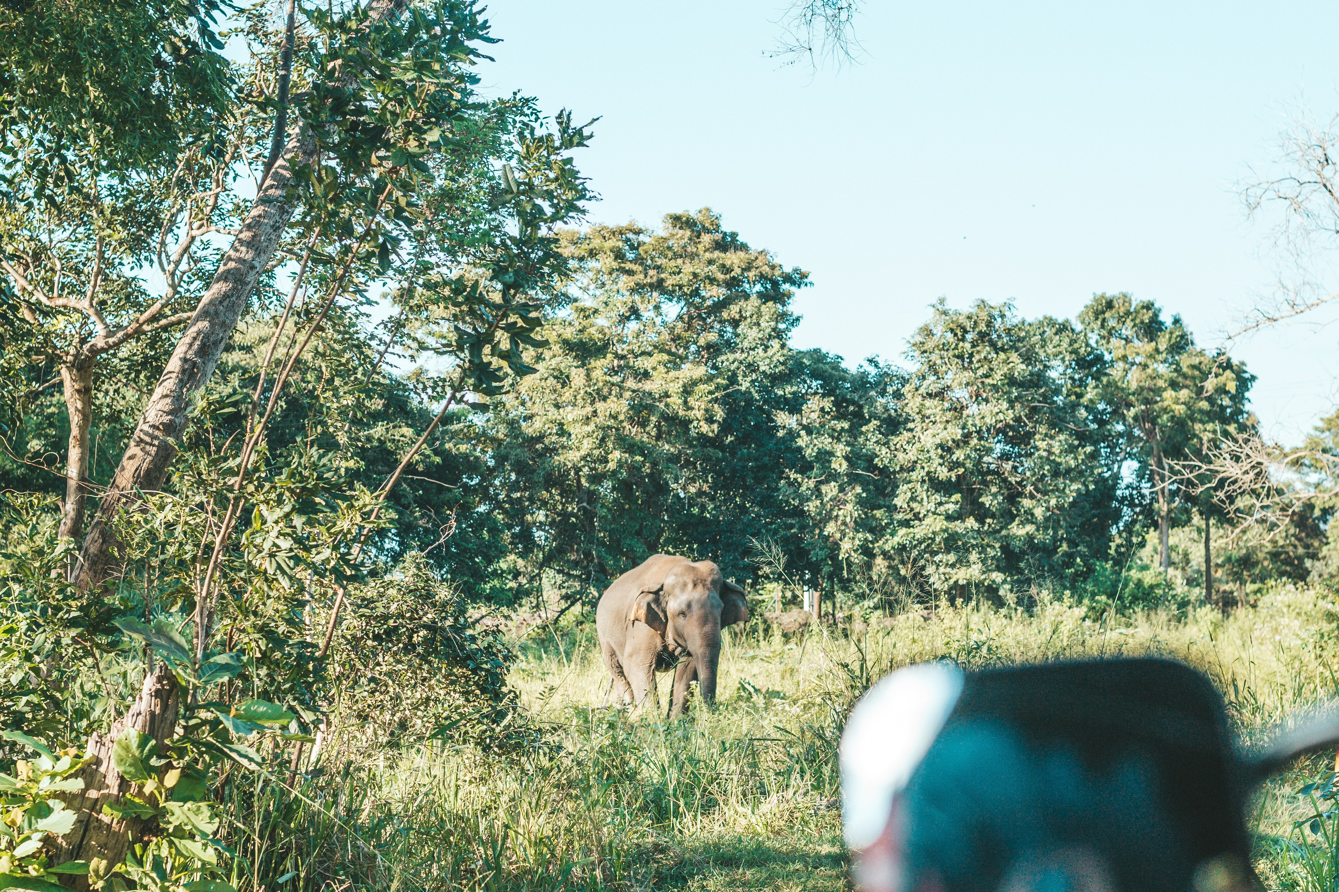 an elephant walking through a lush green forest