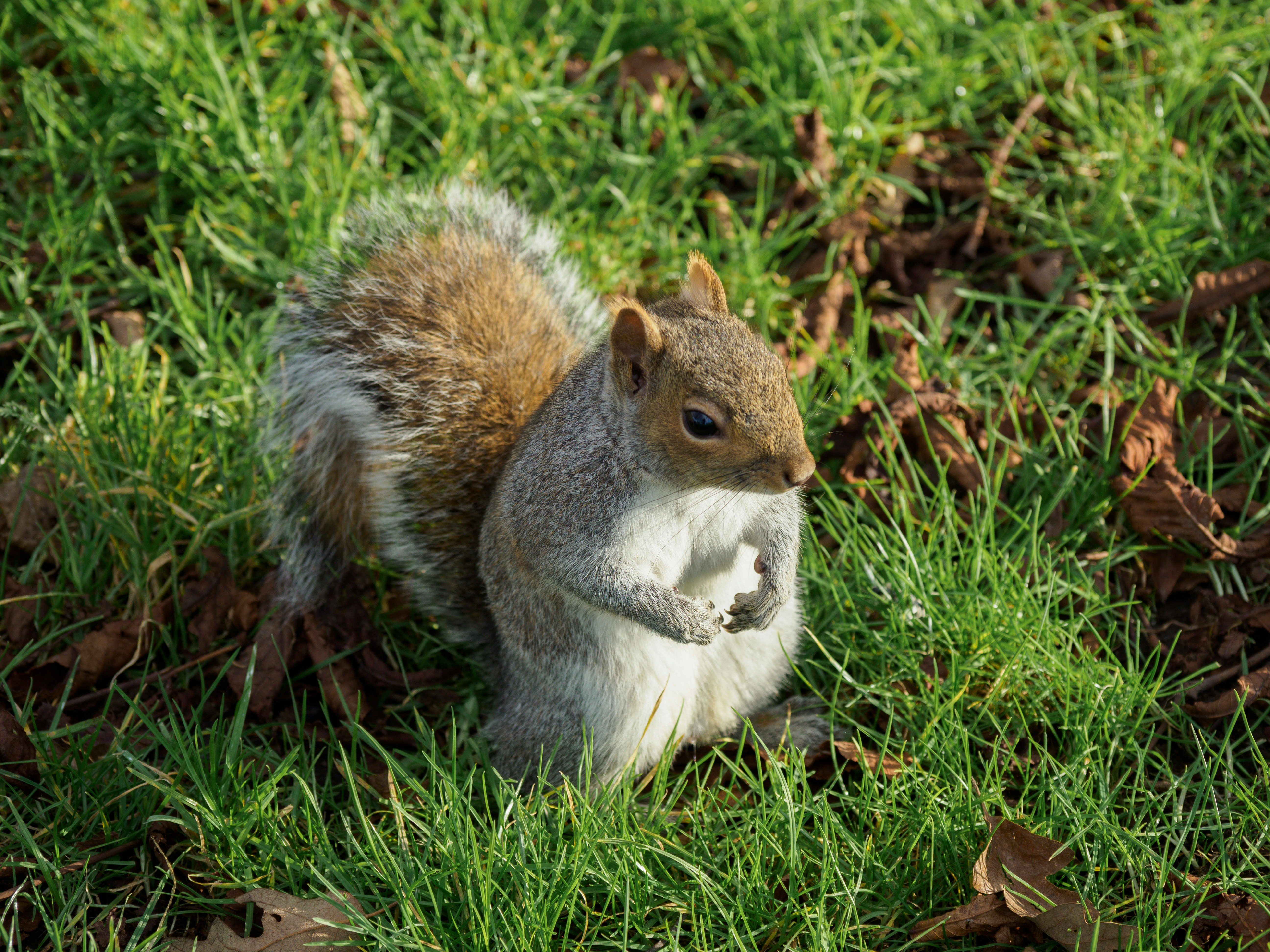 Foto Una ardilla está parada sobre sus patas traseras en la hierba ...