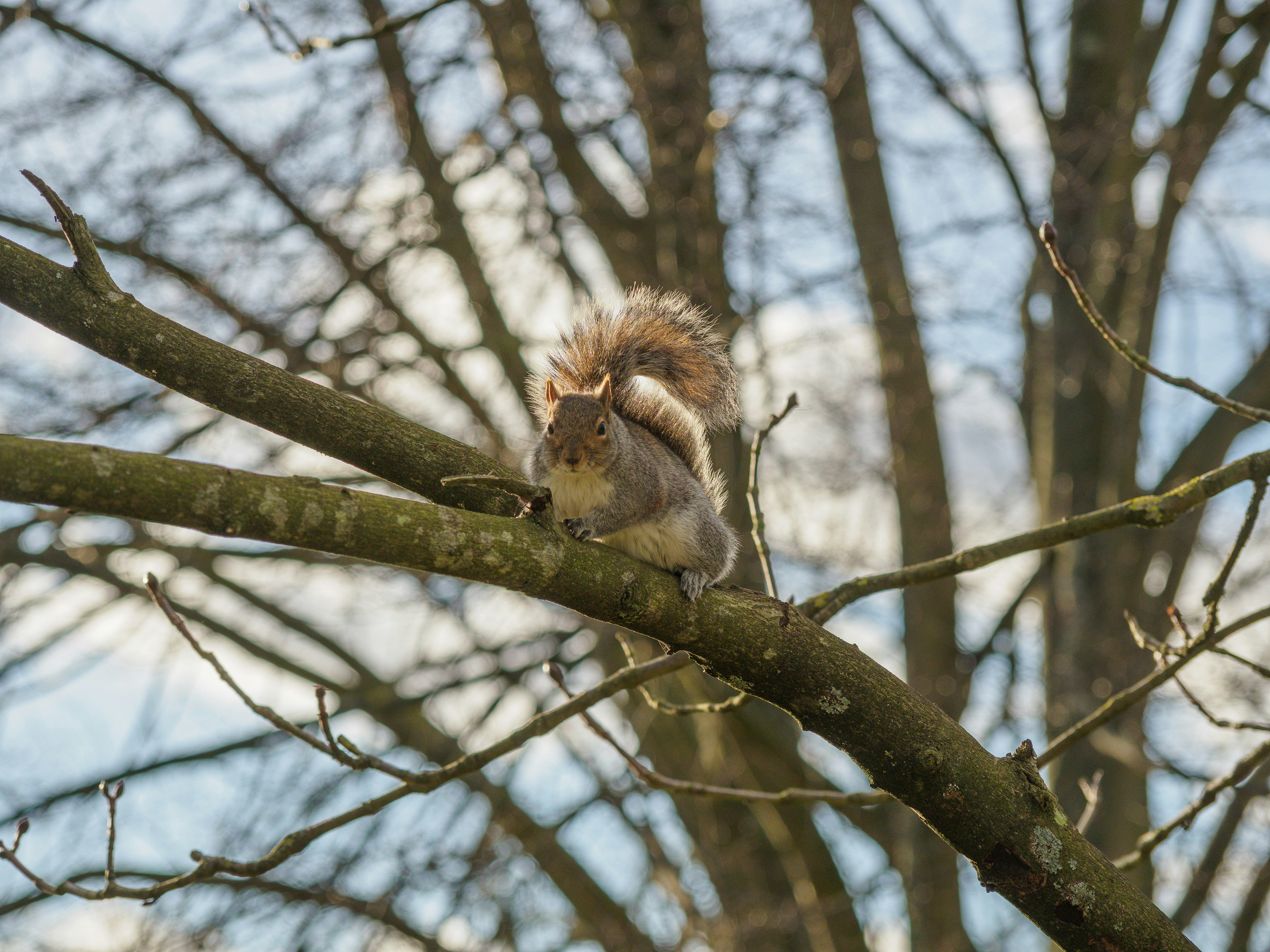 Squirrel balancing on a tree branch, surrounded by a backdrop of bare branches and a cloudy sky.