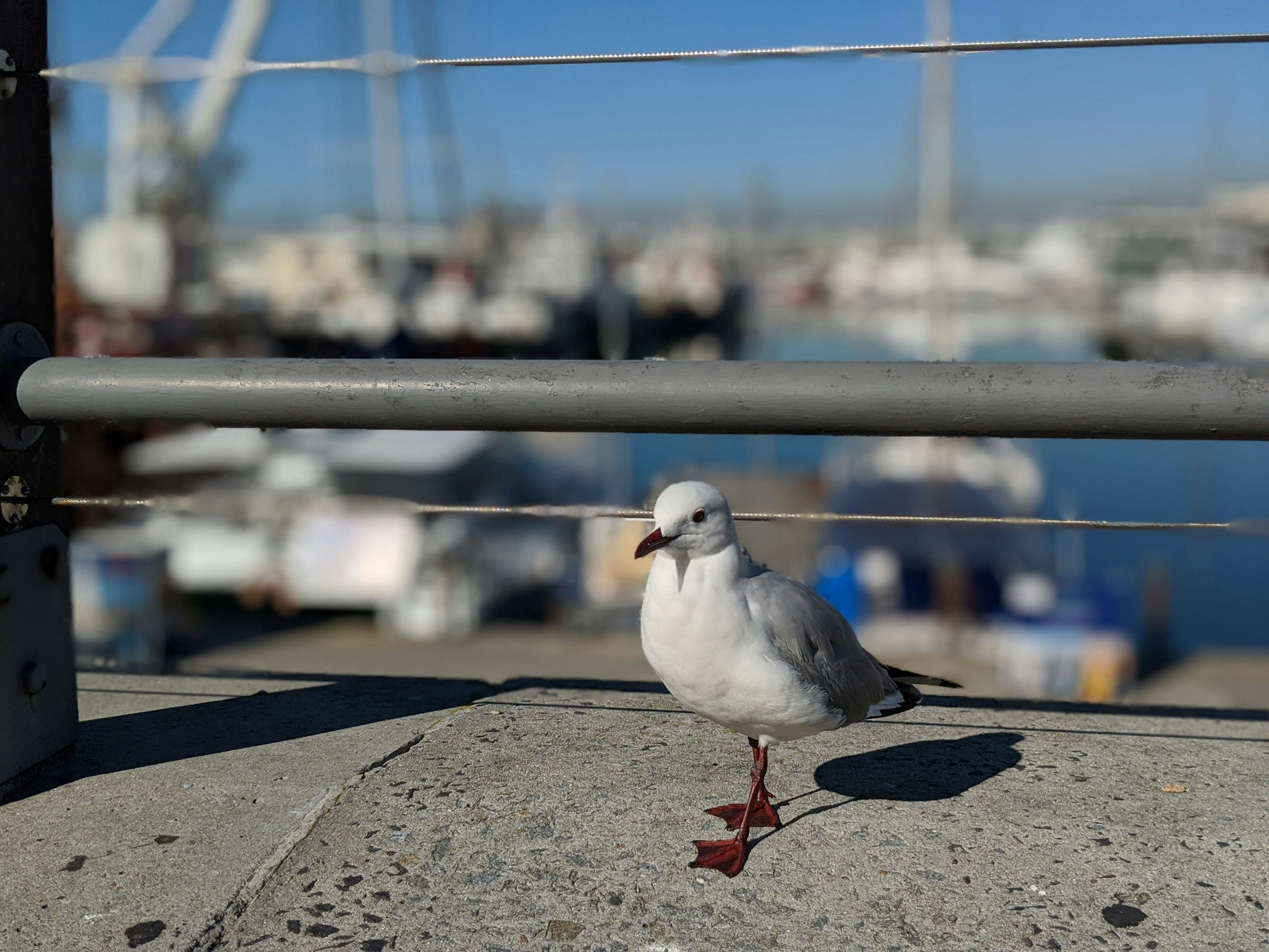 Seagull at the Dock: Quiet Stand by the Pier