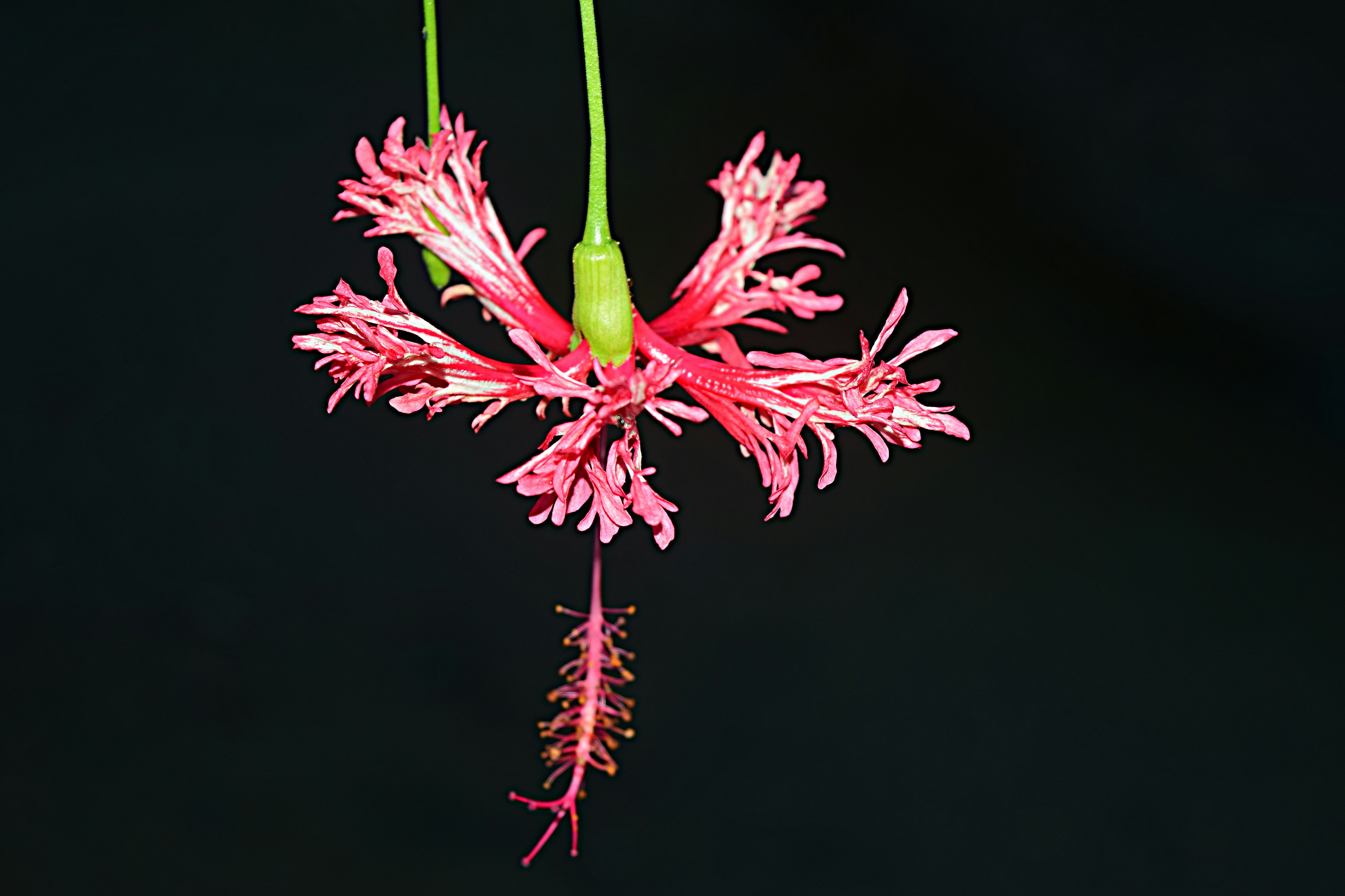 Fringed Hibiscus Pendant: Neon Pink Bloom Against Midnight Backdrop