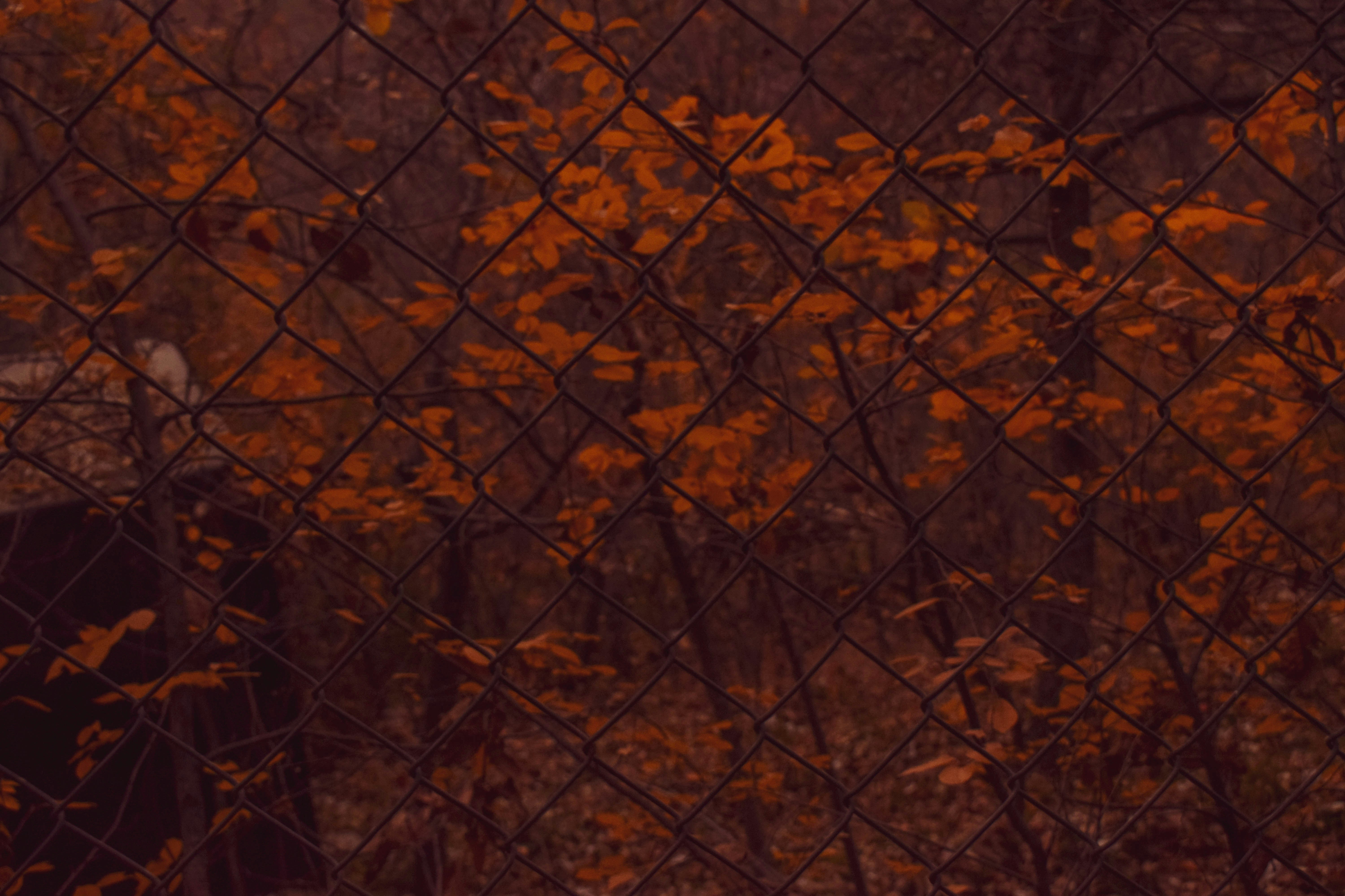 Mehran RedRose (@mehranredrose) | Unsplash Photo Community