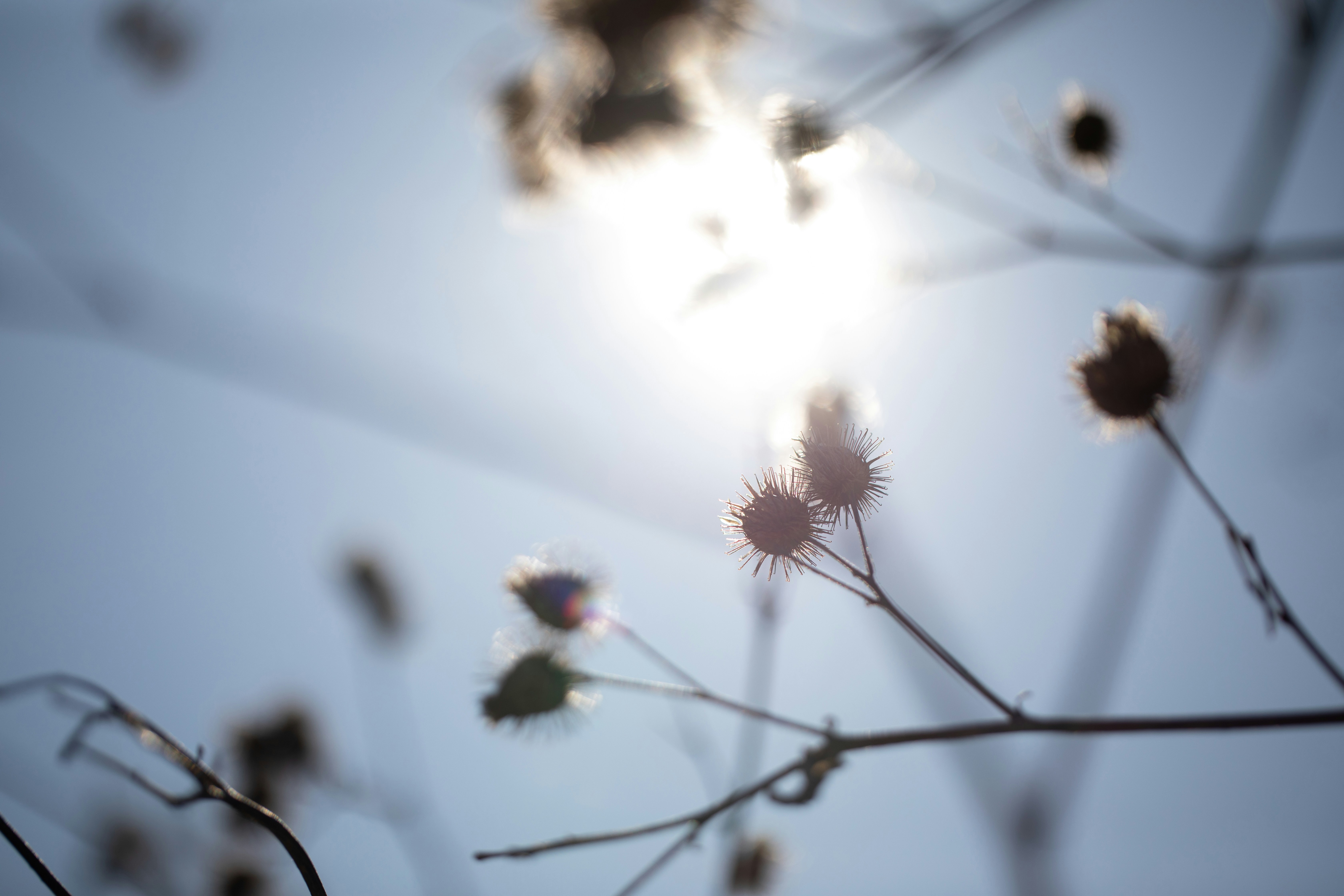 Sunlit Silhouettes: Nature's Abstract Dance