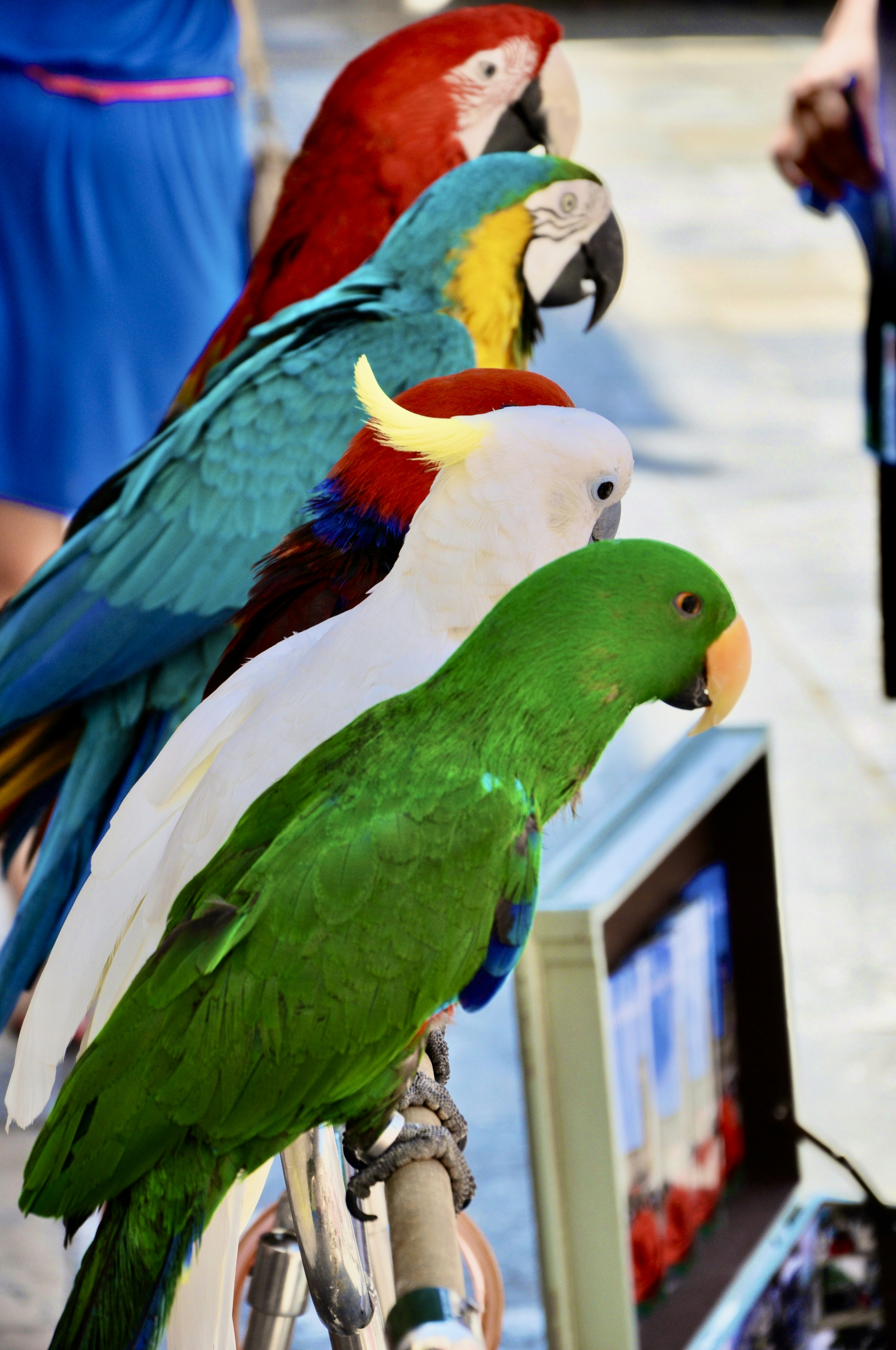 Four vibrant parrots perched in a row, showcasing a spectrum of colors and unique features. The scene captures the essence of avian beauty and diversity.