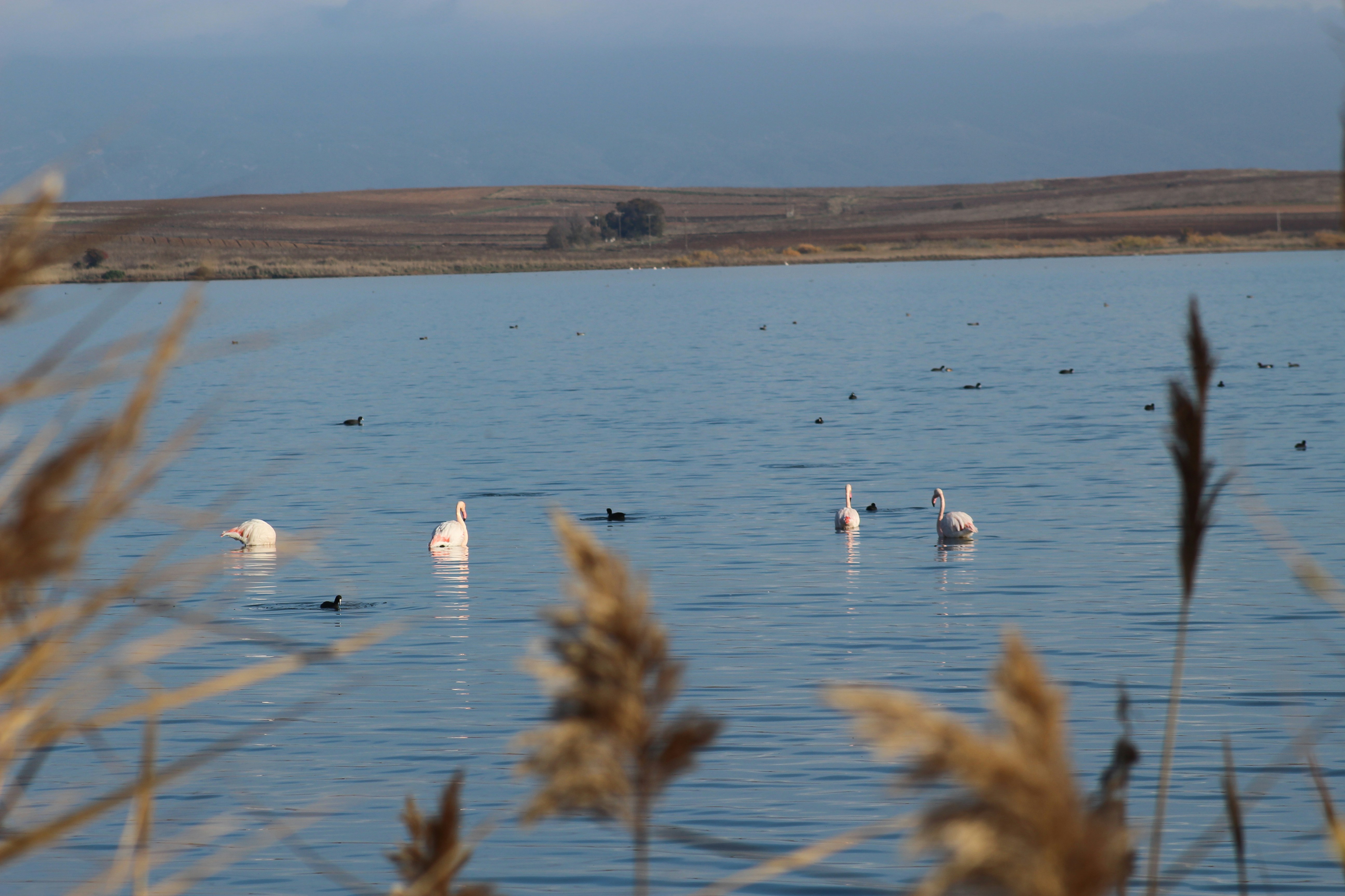 Reed-Framed Quiet Lake: Distant White Birds on Calm Water