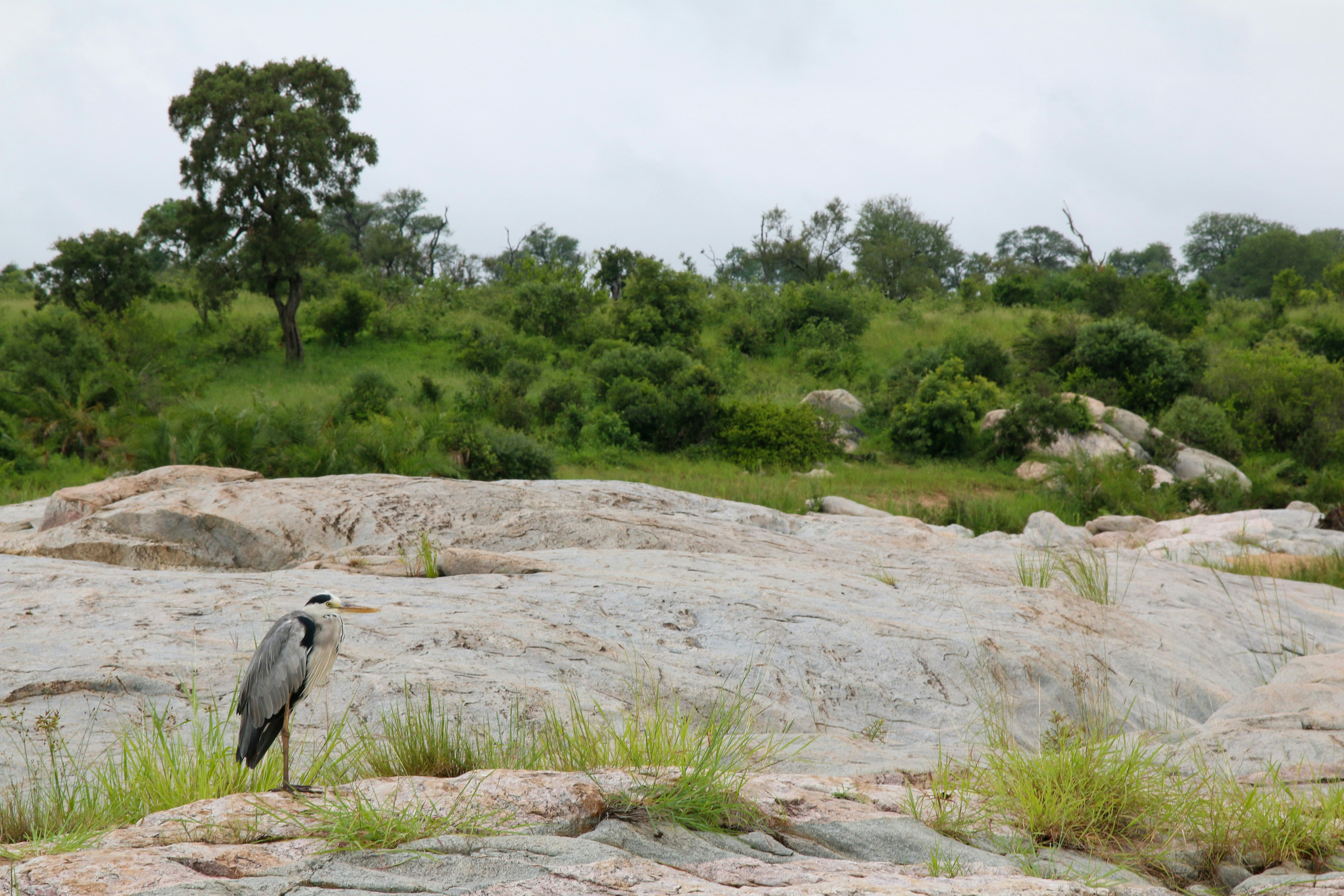 Horizon Harrier: A Lone Heron on Weathered Rocks