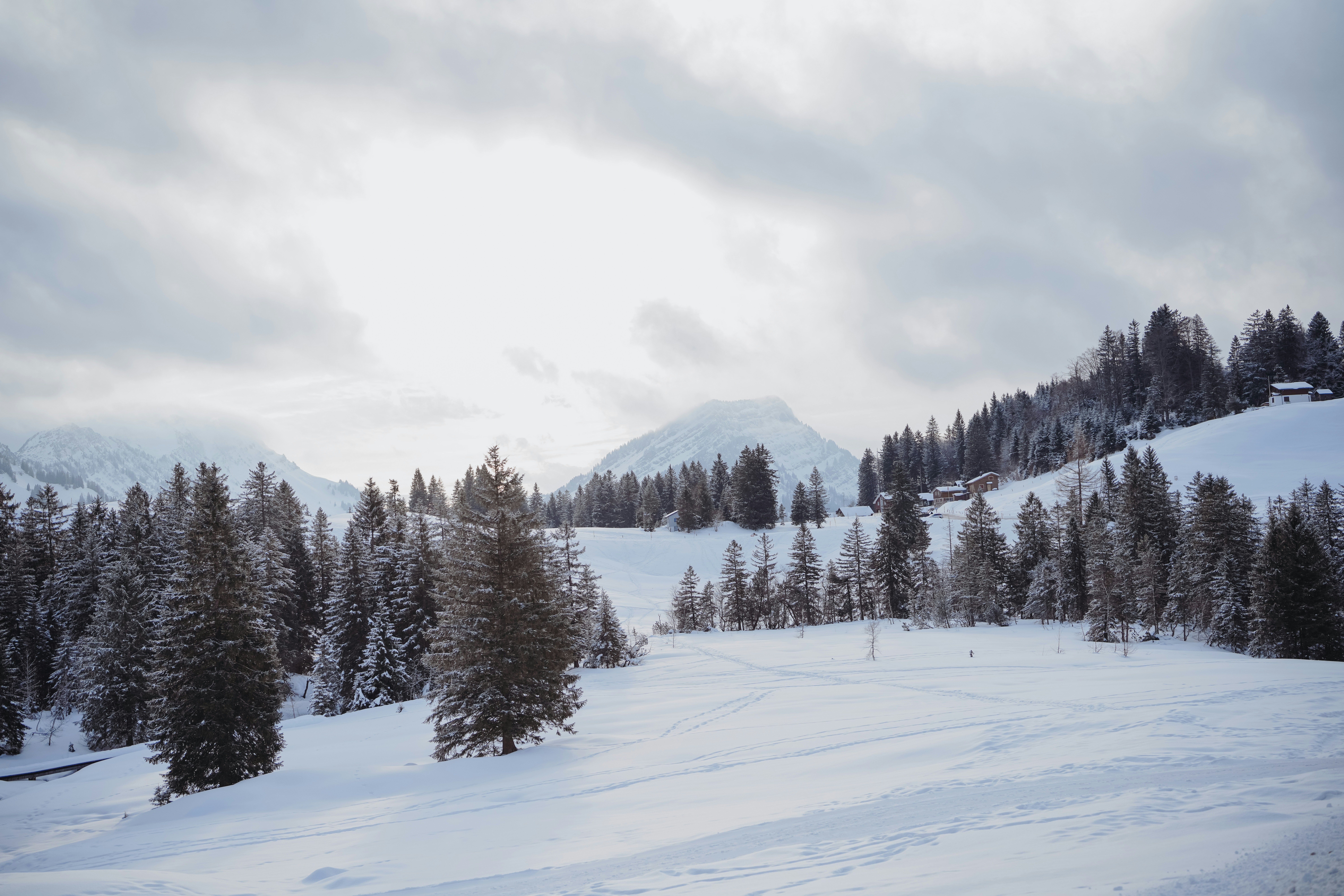 Snow-laden trees blanket a serene landscape with distant mountains under a cloudy sky. The scene evokes a tranquil winter atmosphere.