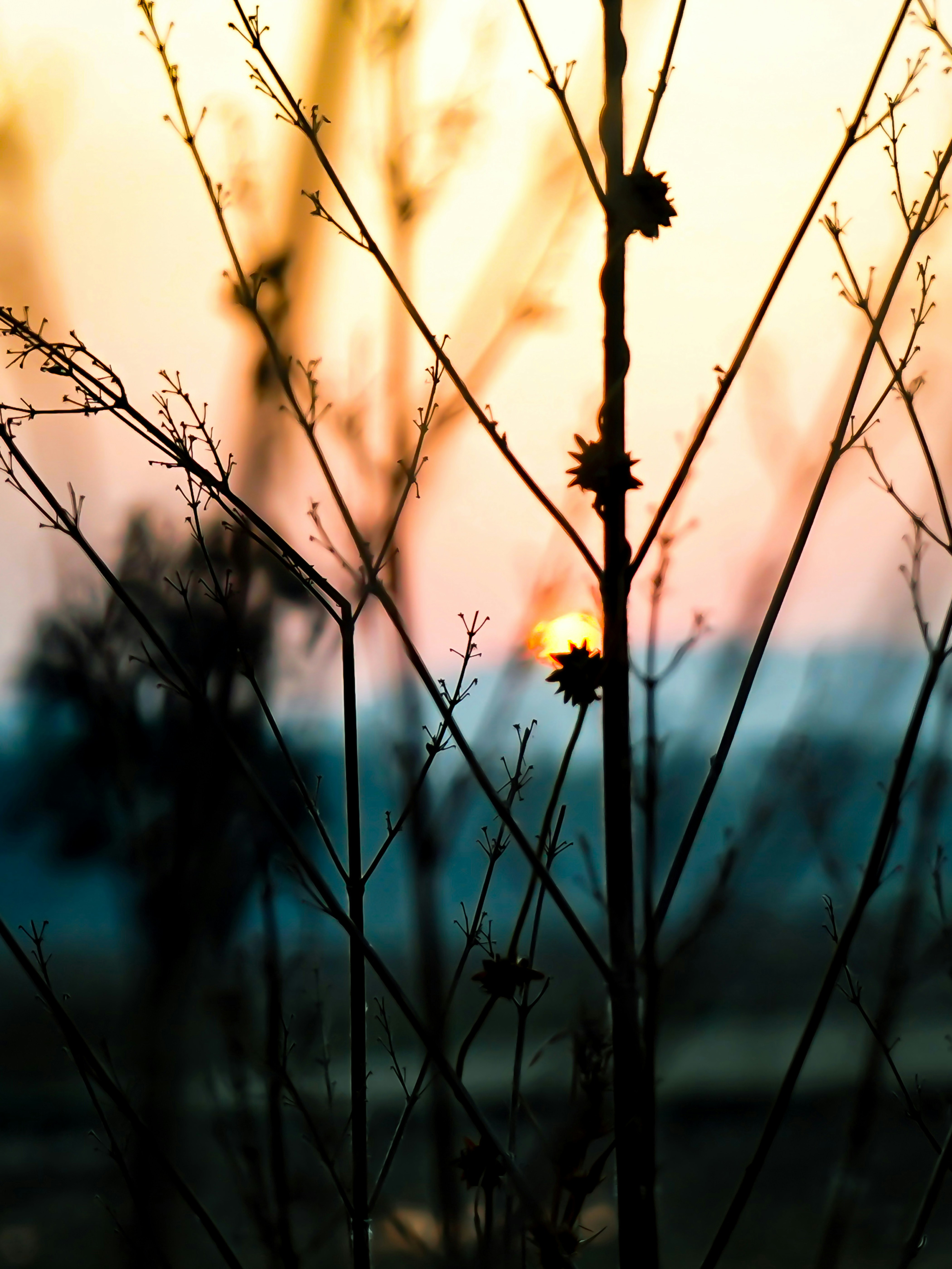 Silhouetted branches frame a vibrant sunset, creating a serene contrast of colors in the fading light.