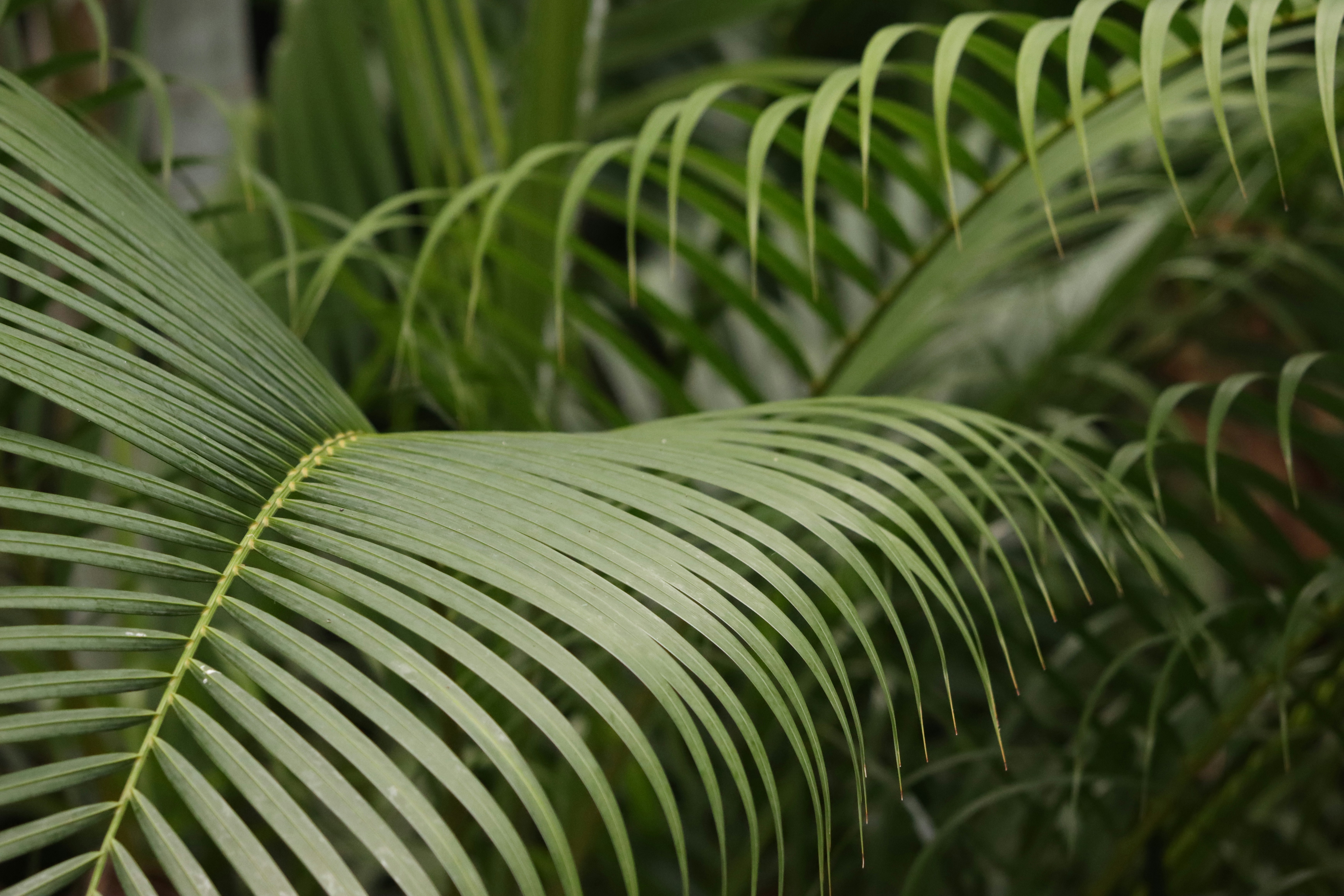 Foto Un primer plano de la hoja de una palmera – Imagen Hojas largas ...