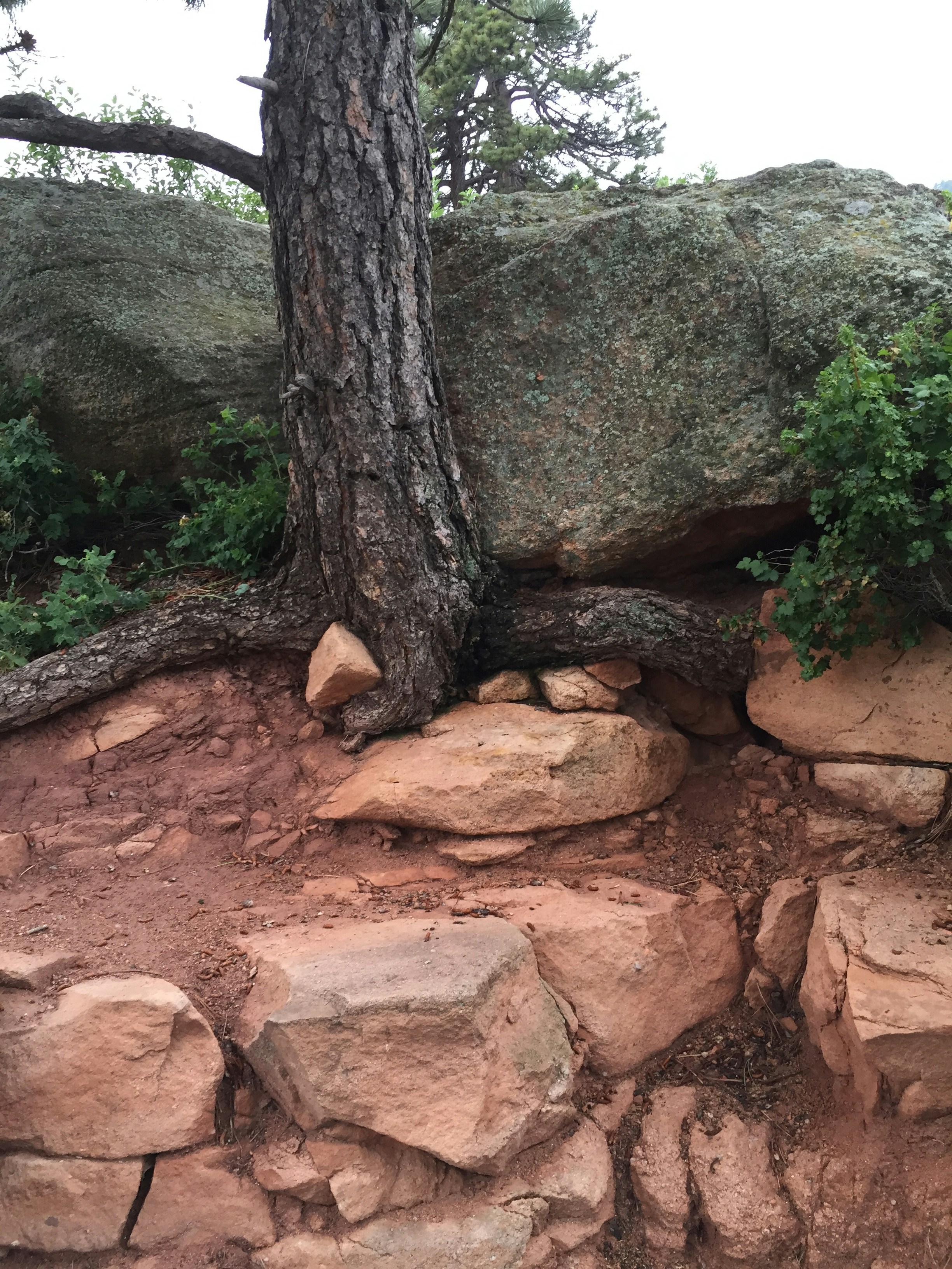 Foto zum Thema Eine Felswand, aus der ein Baum wächst – Kostenloses ...
