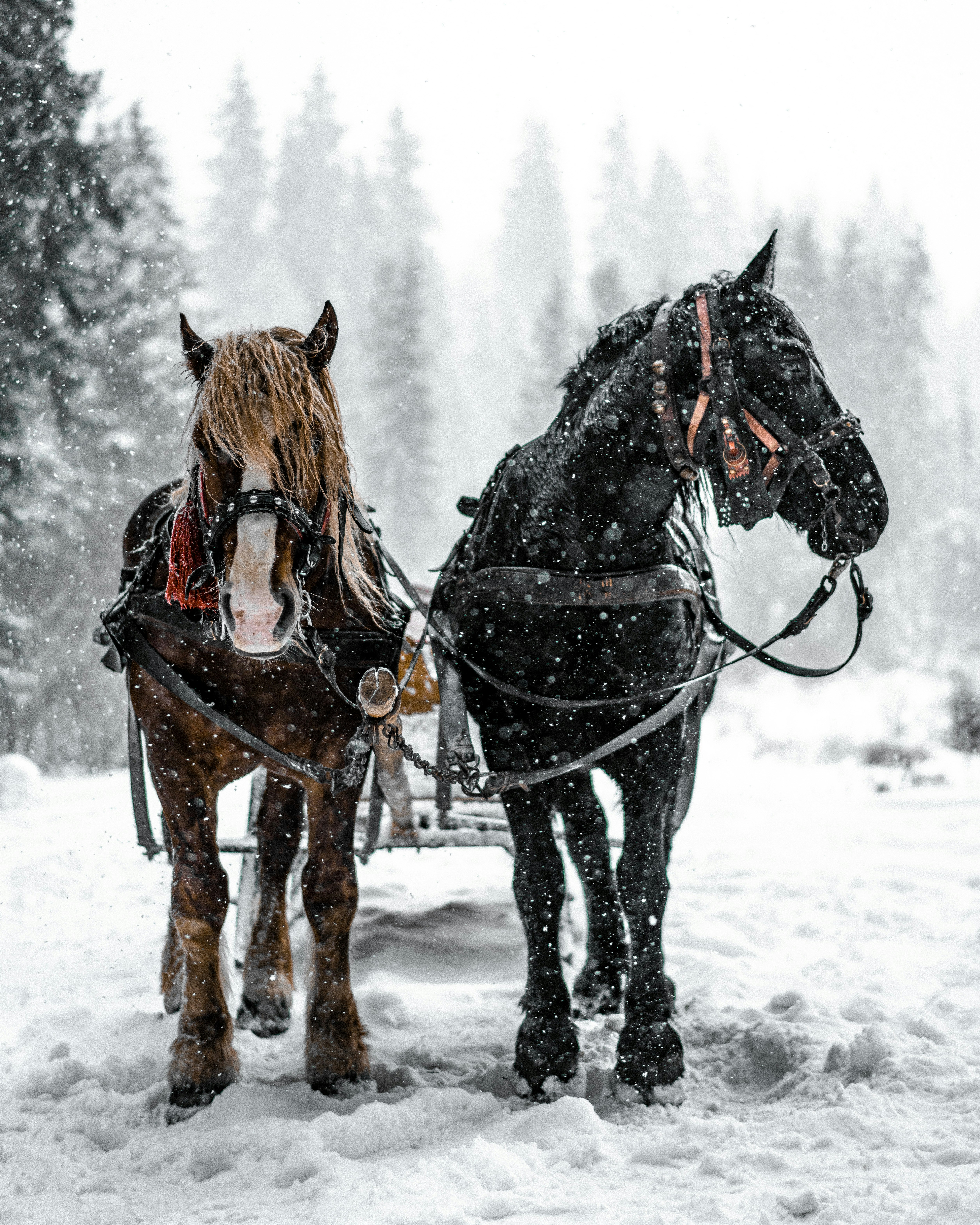 Two horses pulling a sleigh through the snow photo – Free Horse Image ...