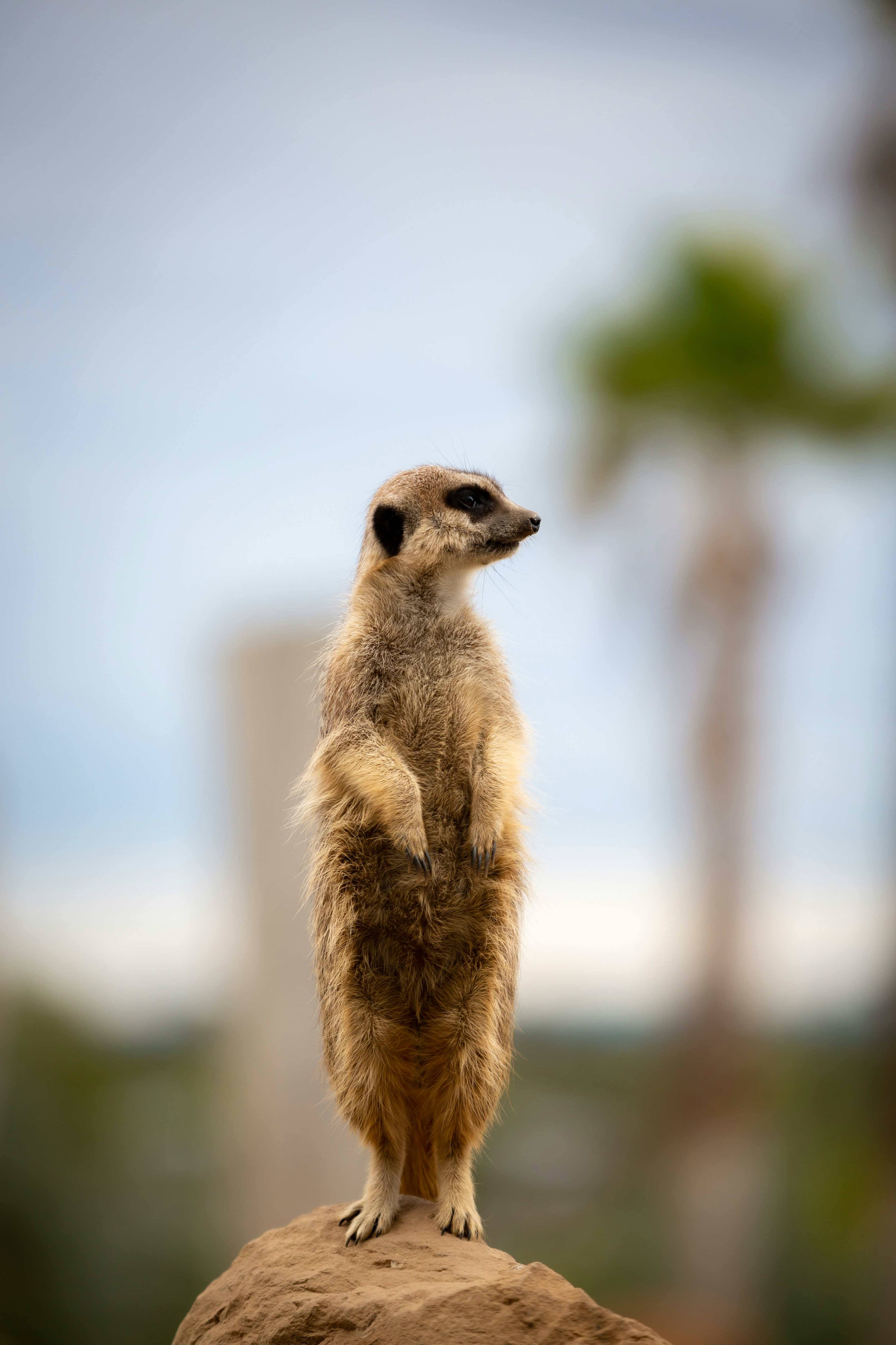 A small meerkat standing on top of a rock photo – Free Animal Image on ...