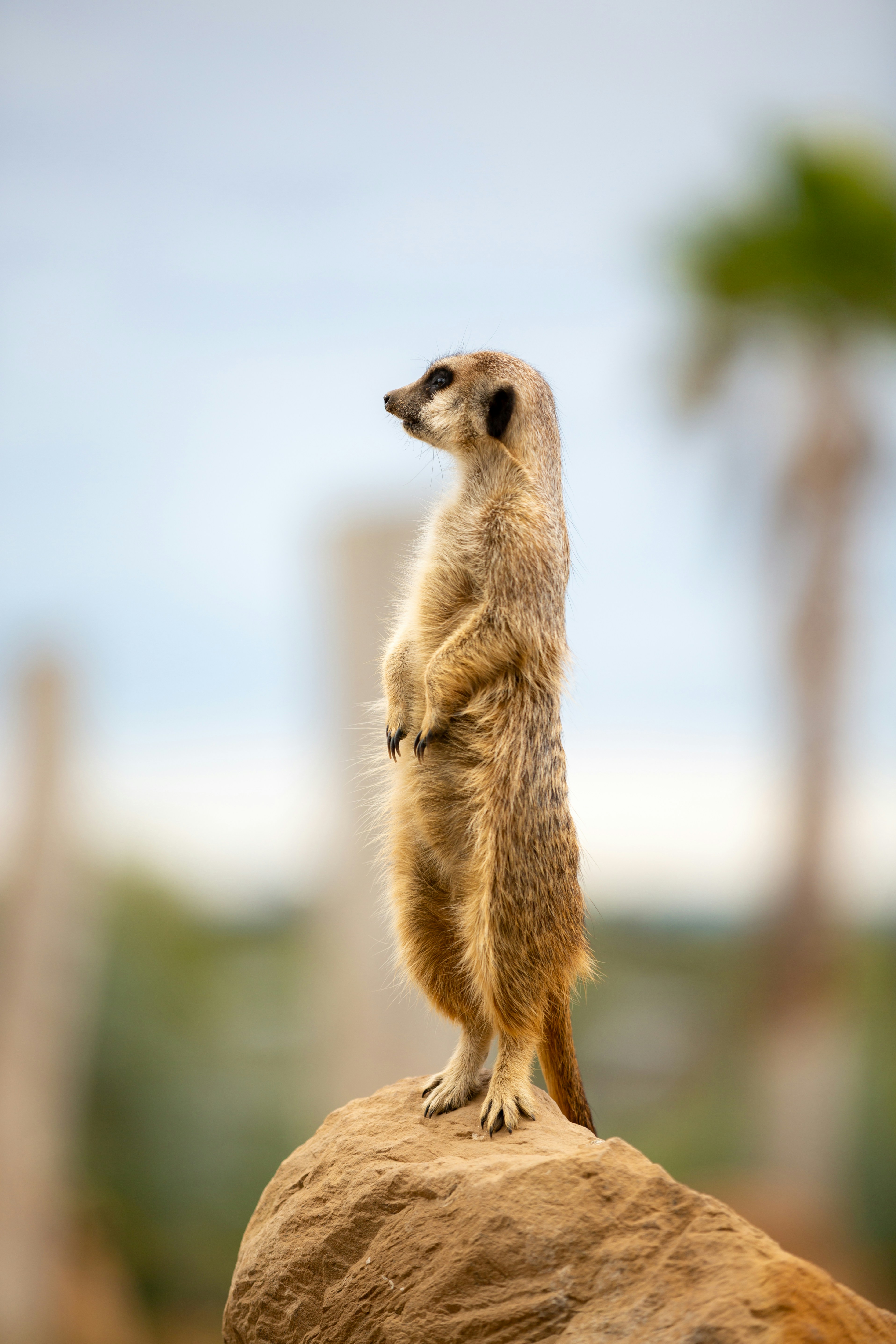 A small animal standing on top of a rock photo – Free Animal Image on ...