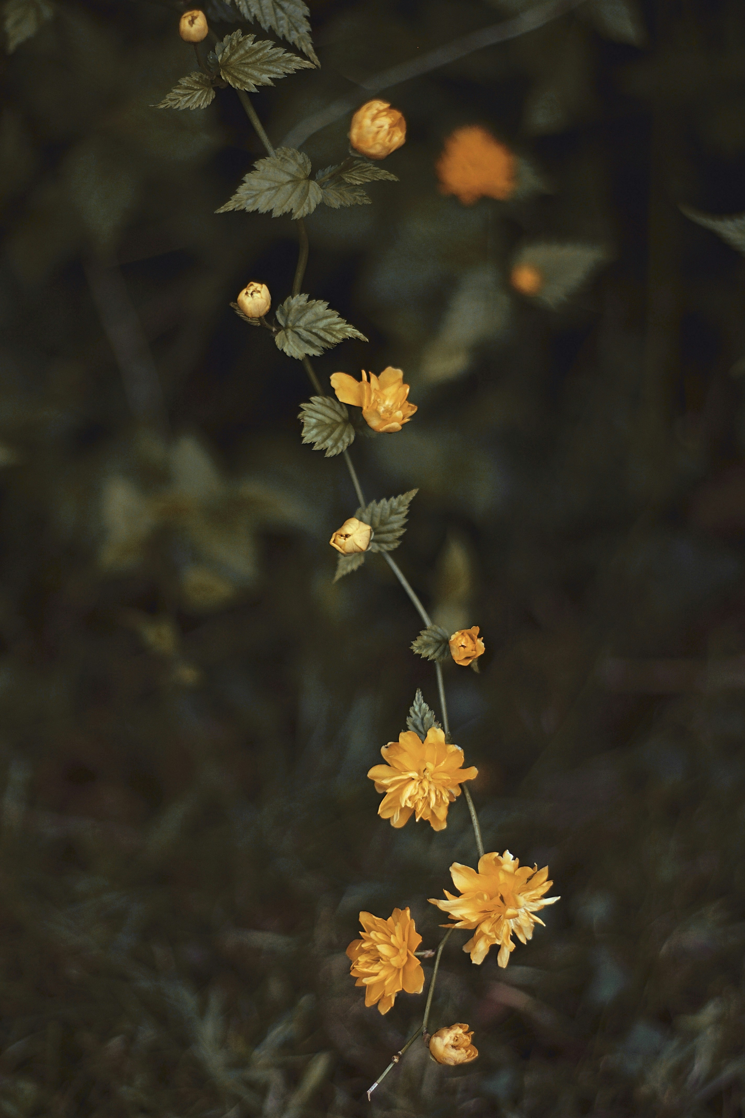 Botanical 