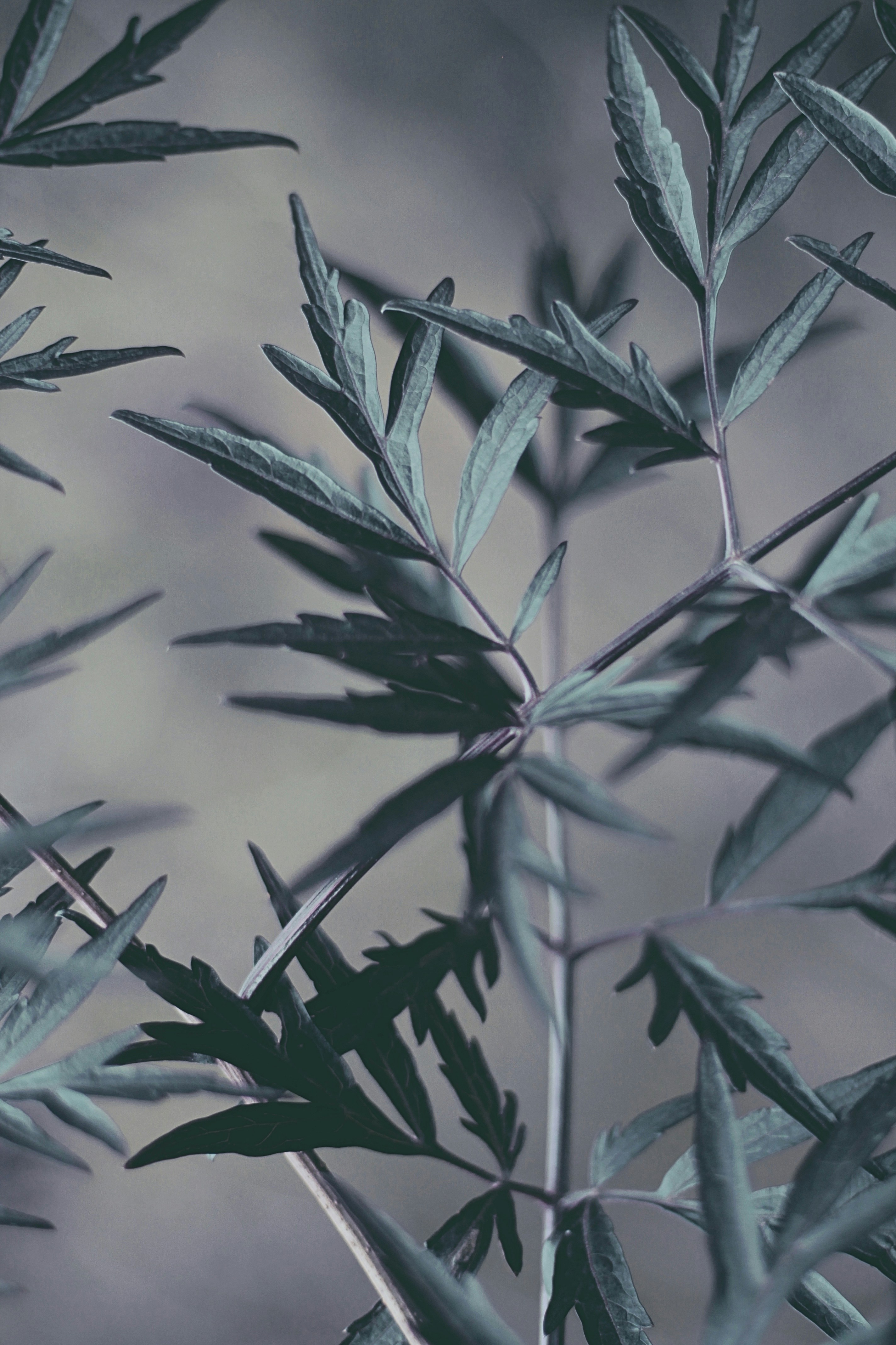 Botanical 