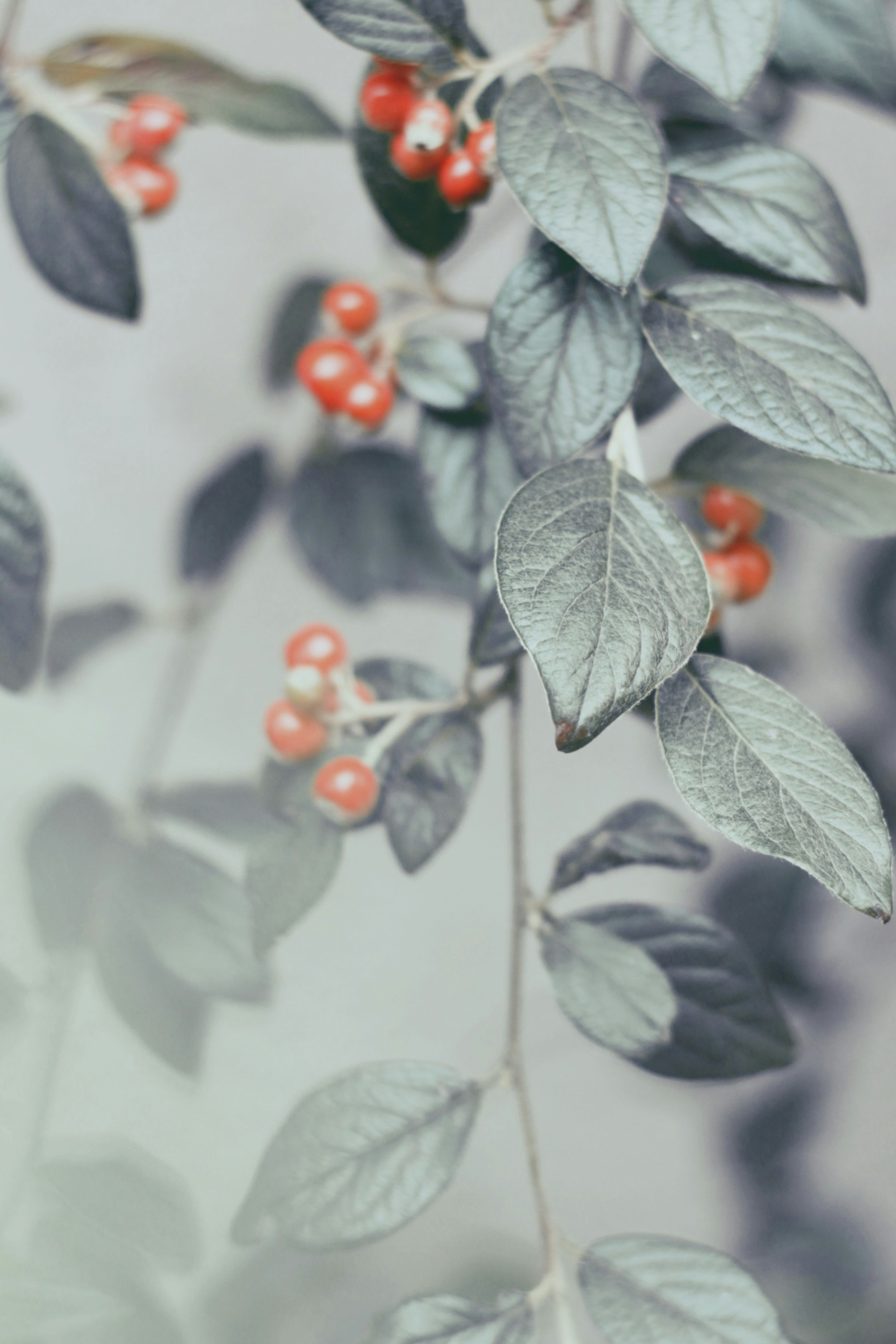 Scarlet Berries in Frost-Soft Focus