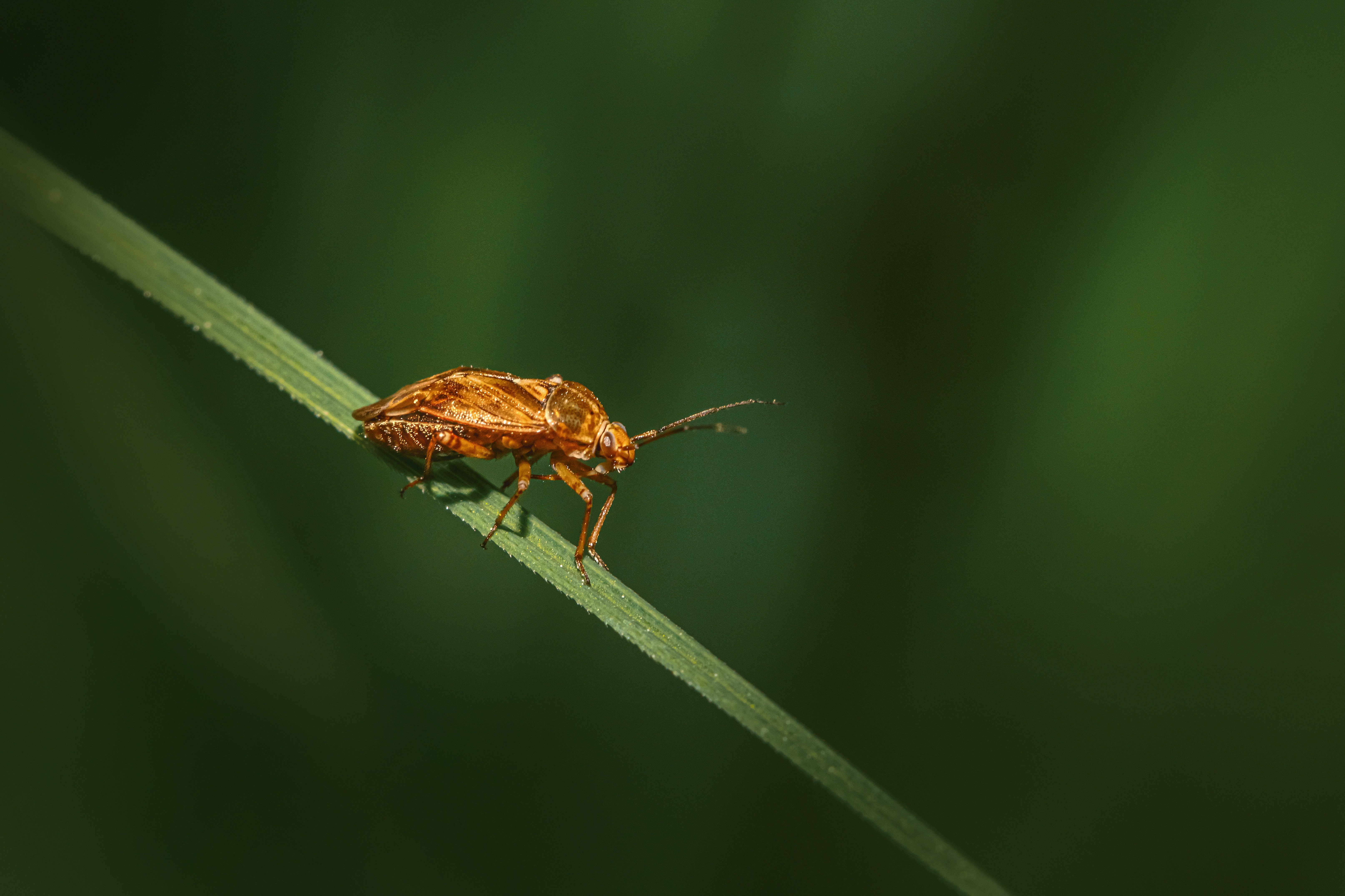 Gros plan d’un insecte sur une feuille photo – Photo Estonia Gratuite ...