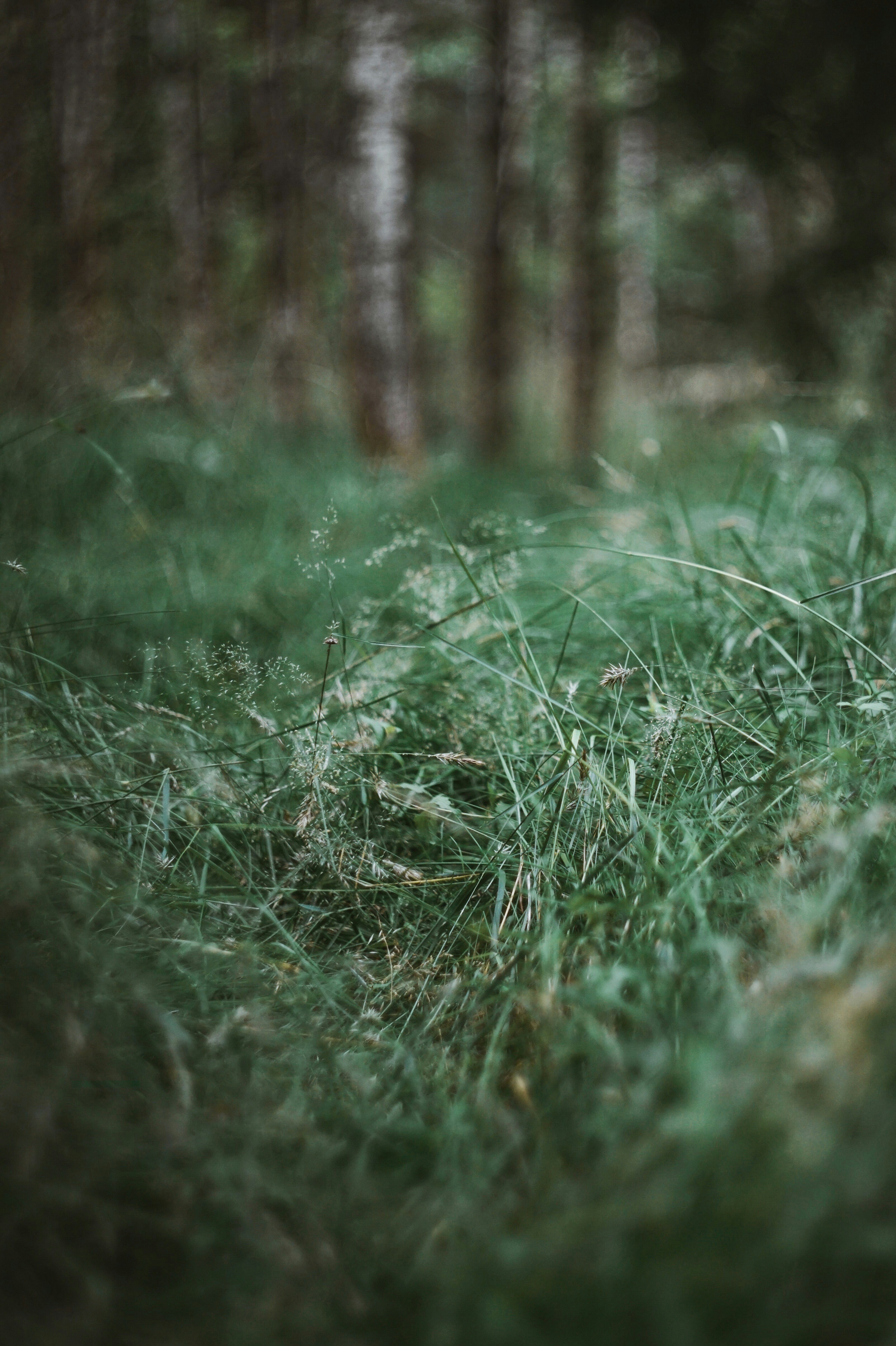 Lush green grass interspersed with delicate wildflowers, set against a backdrop of blurred trees. The scene evokes a sense of tranquility and connection to nature.