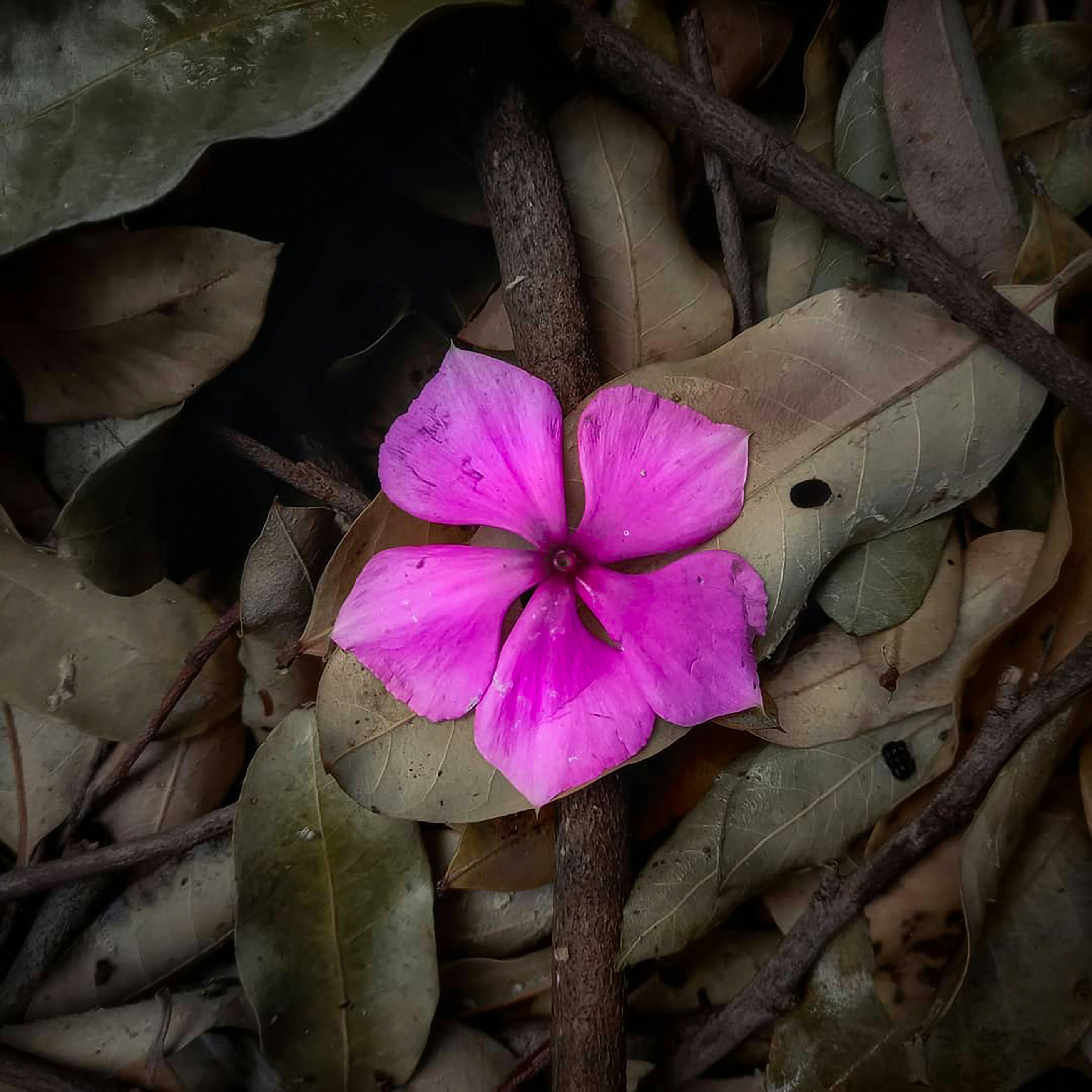 Magenta Blossom Anchored by Twigs in Fallen Leaves