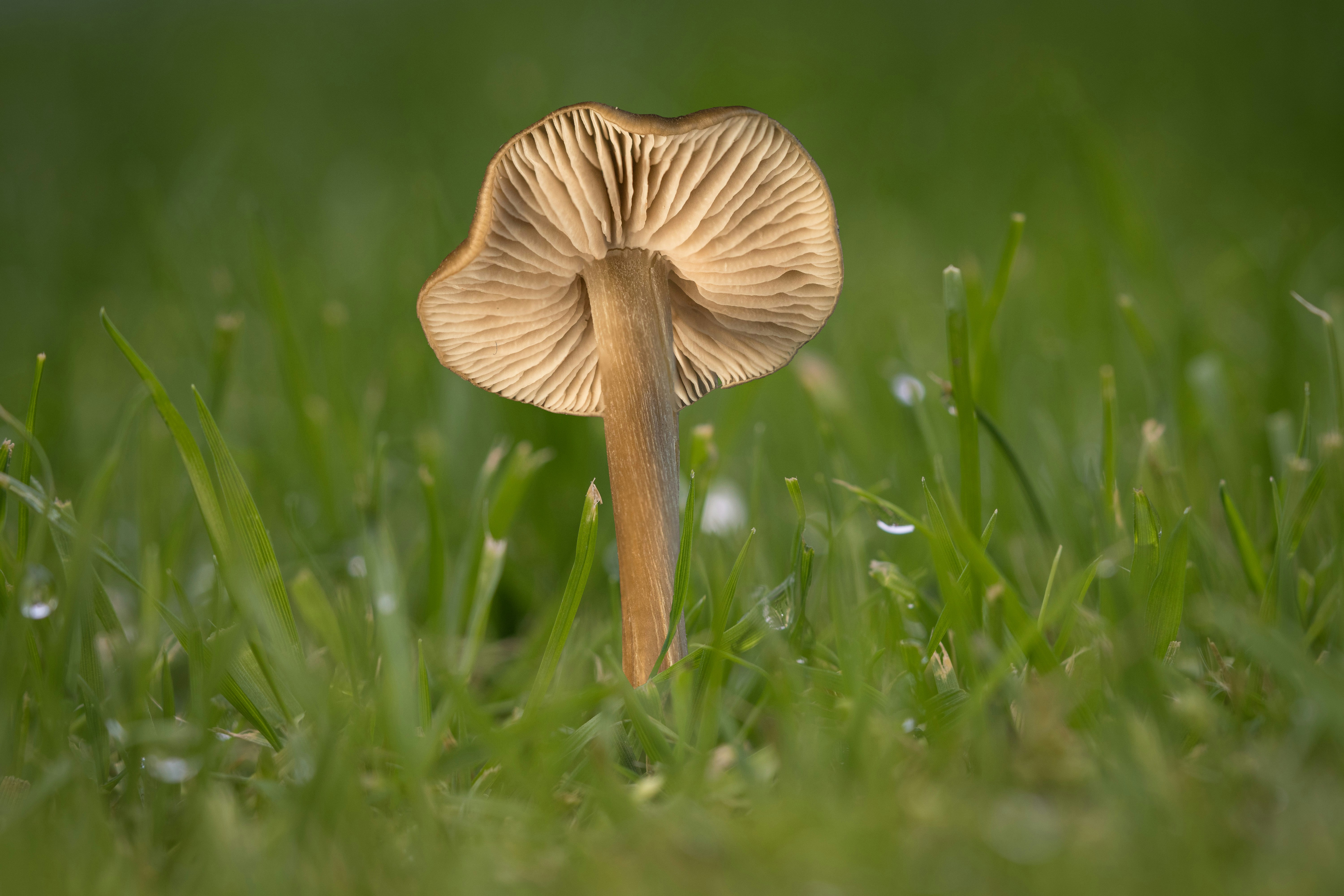 A detailed view of a mushroom standing tall amidst lush green grass, showcasing its unique gills and texture.