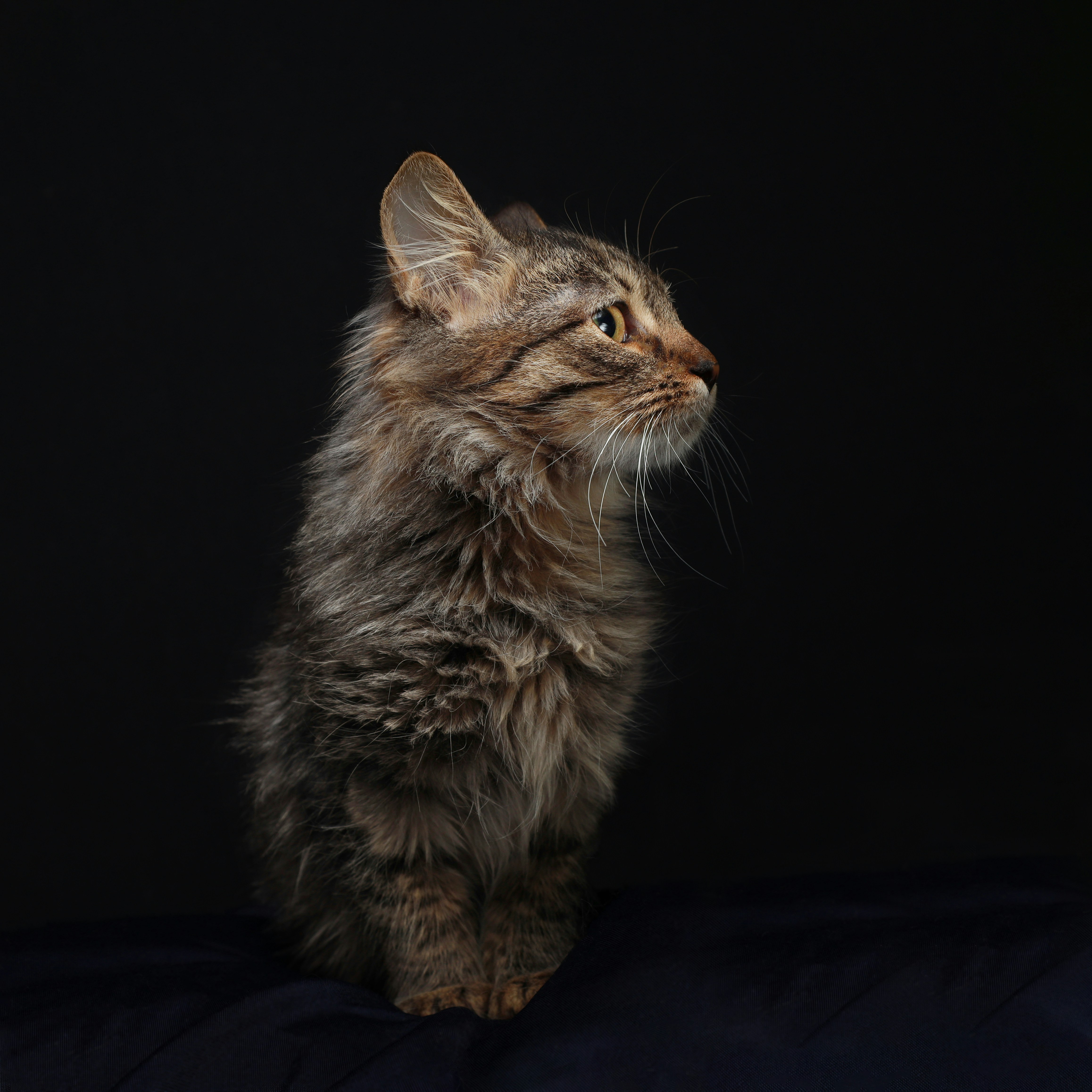 A side profile of a fluffy cat against a black background, showcasing its thoughtful expression and intricate fur details.