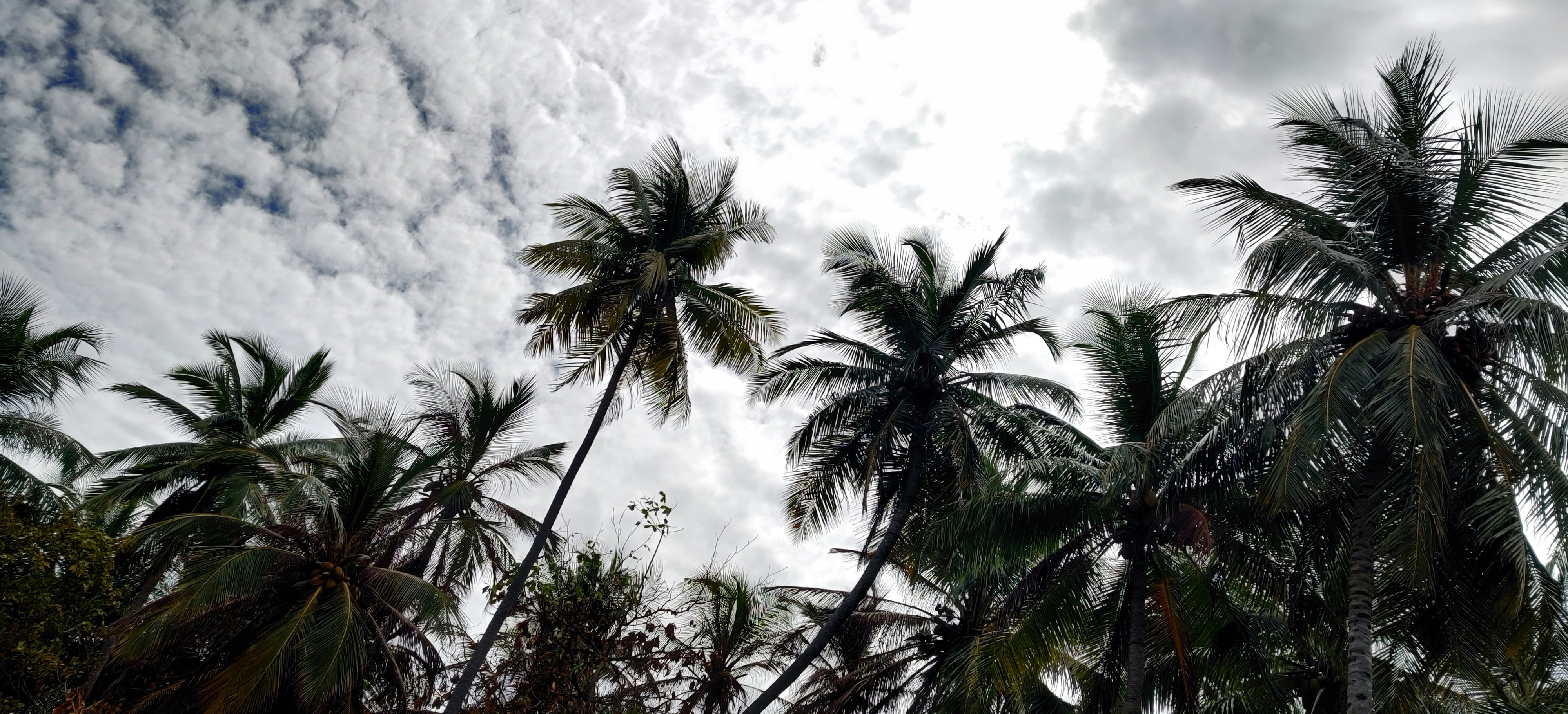 Palm trees swaying gently against a backdrop of textured clouds, capturing the essence of a tropical paradise.
