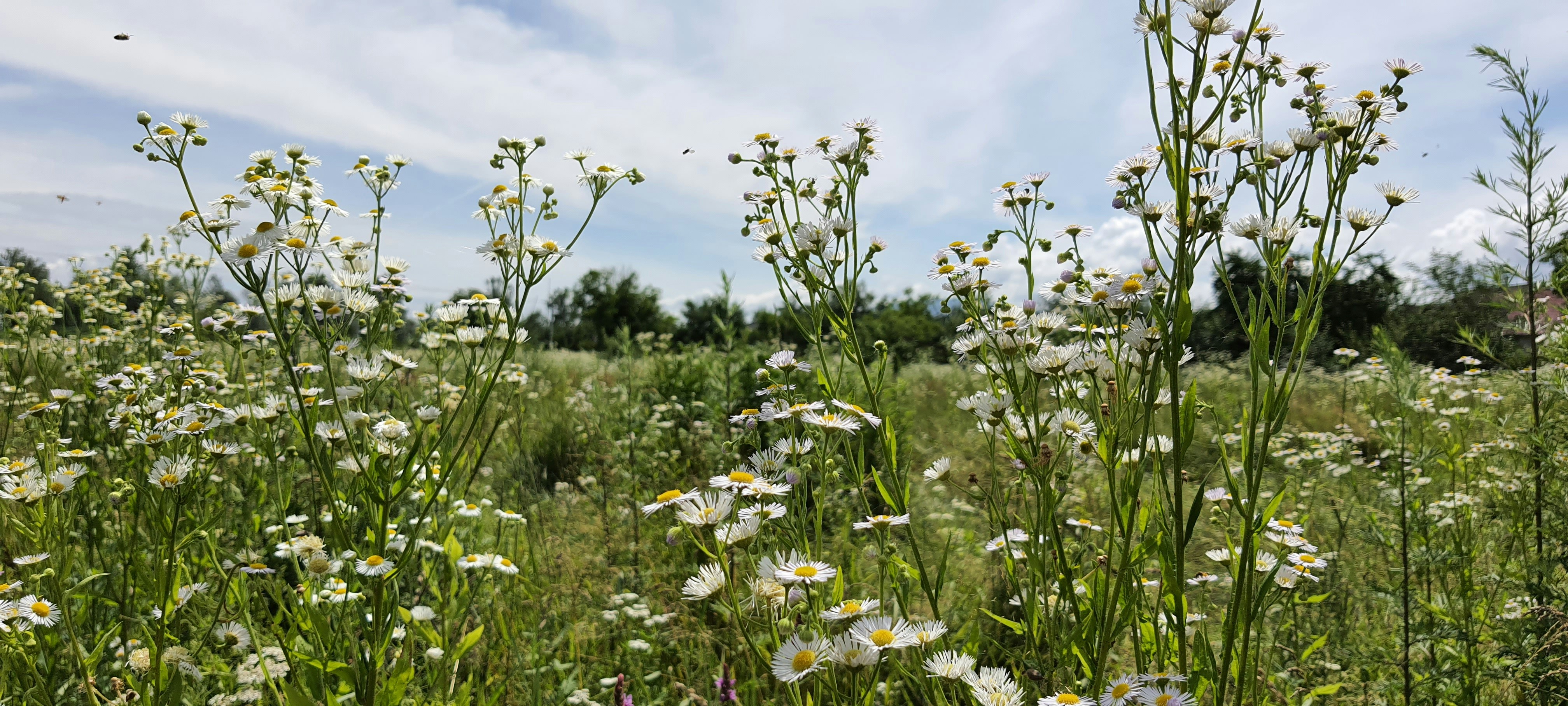 A lush field adorned with delicate white flowers swaying gently under a blue sky, capturing the essence of nature's tranquility.