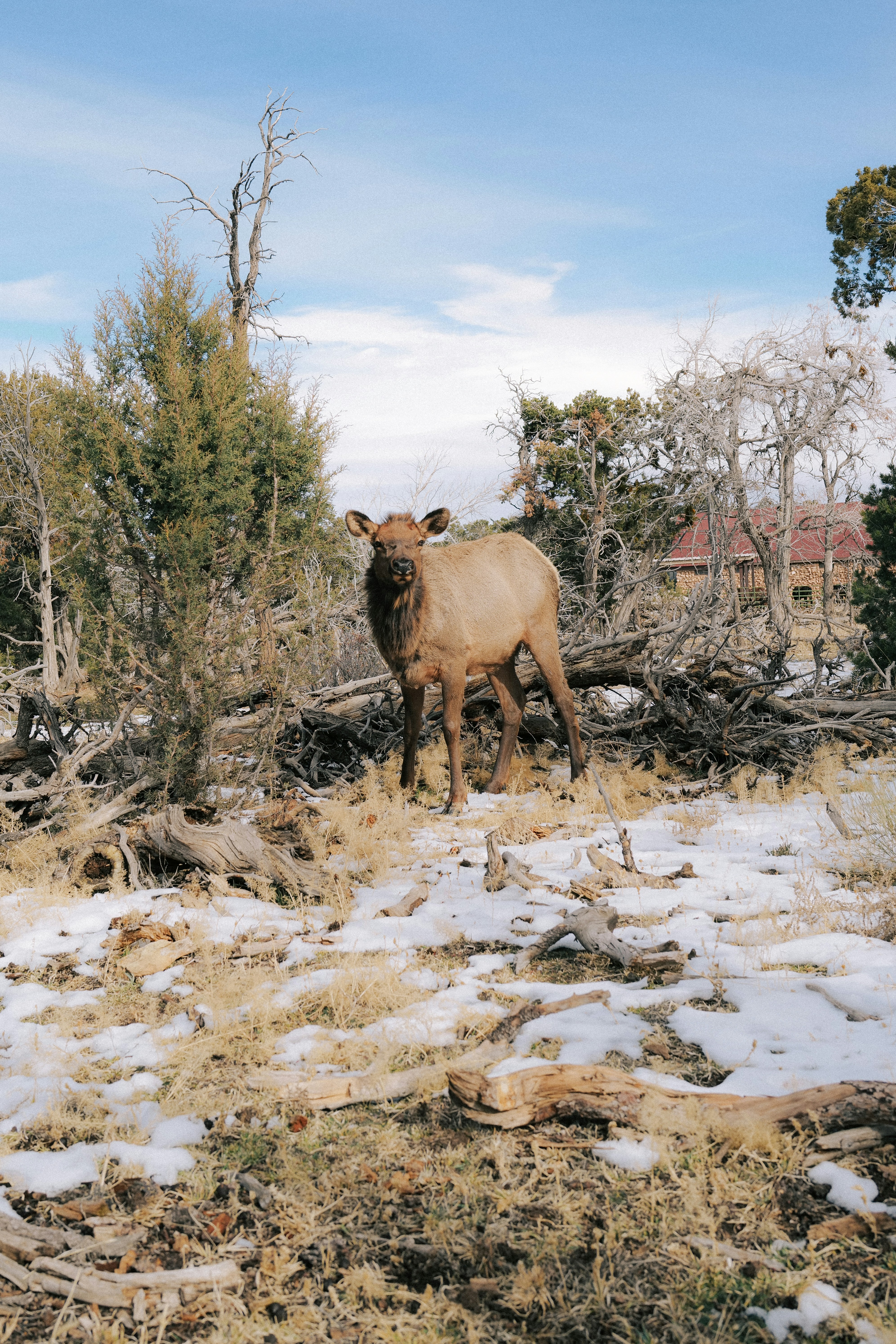 Winter Sentinel: A solitary deer surveys a log-strewn clearing