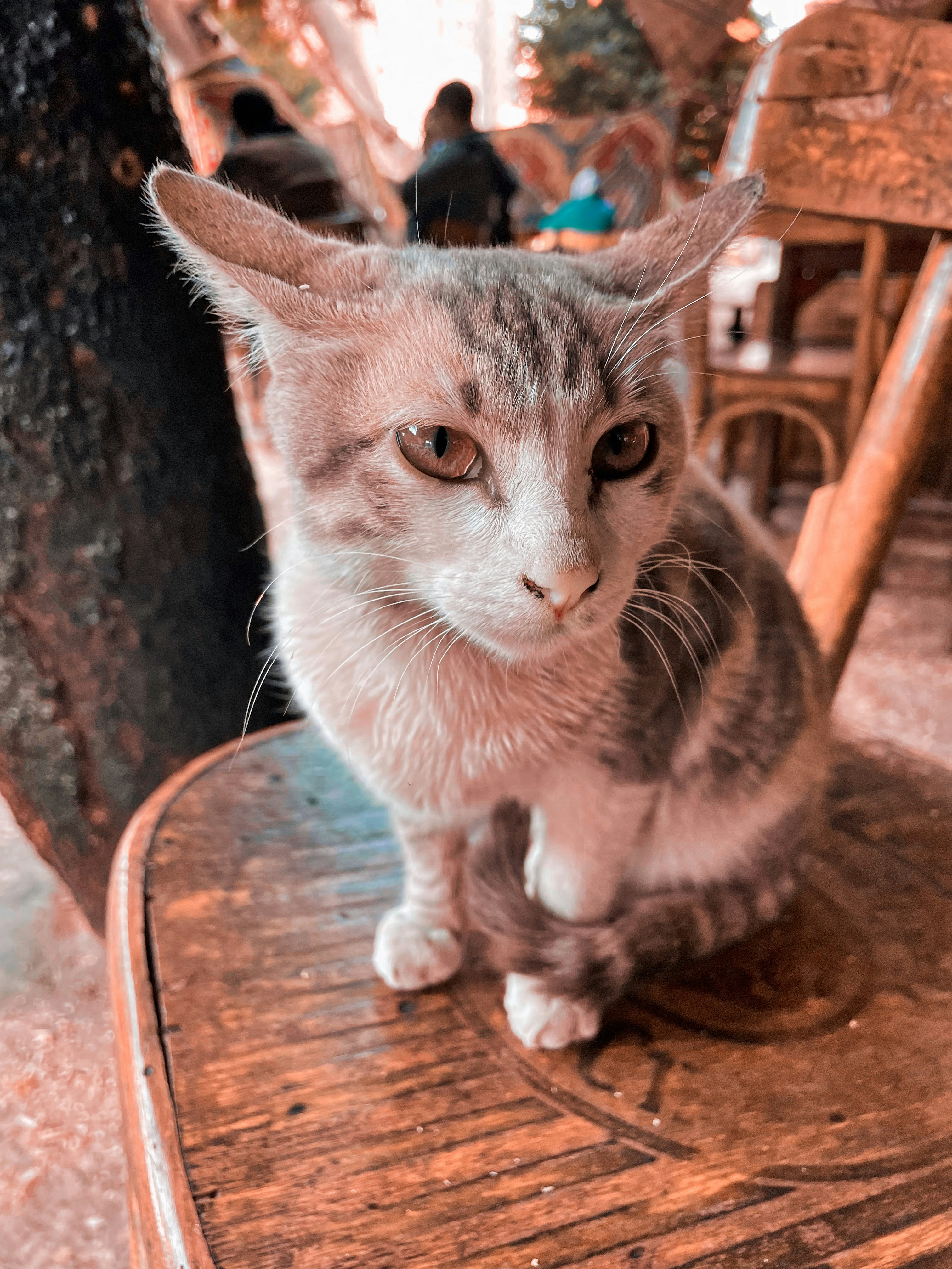 Quiet Gaze on a Sunlit Café Bench