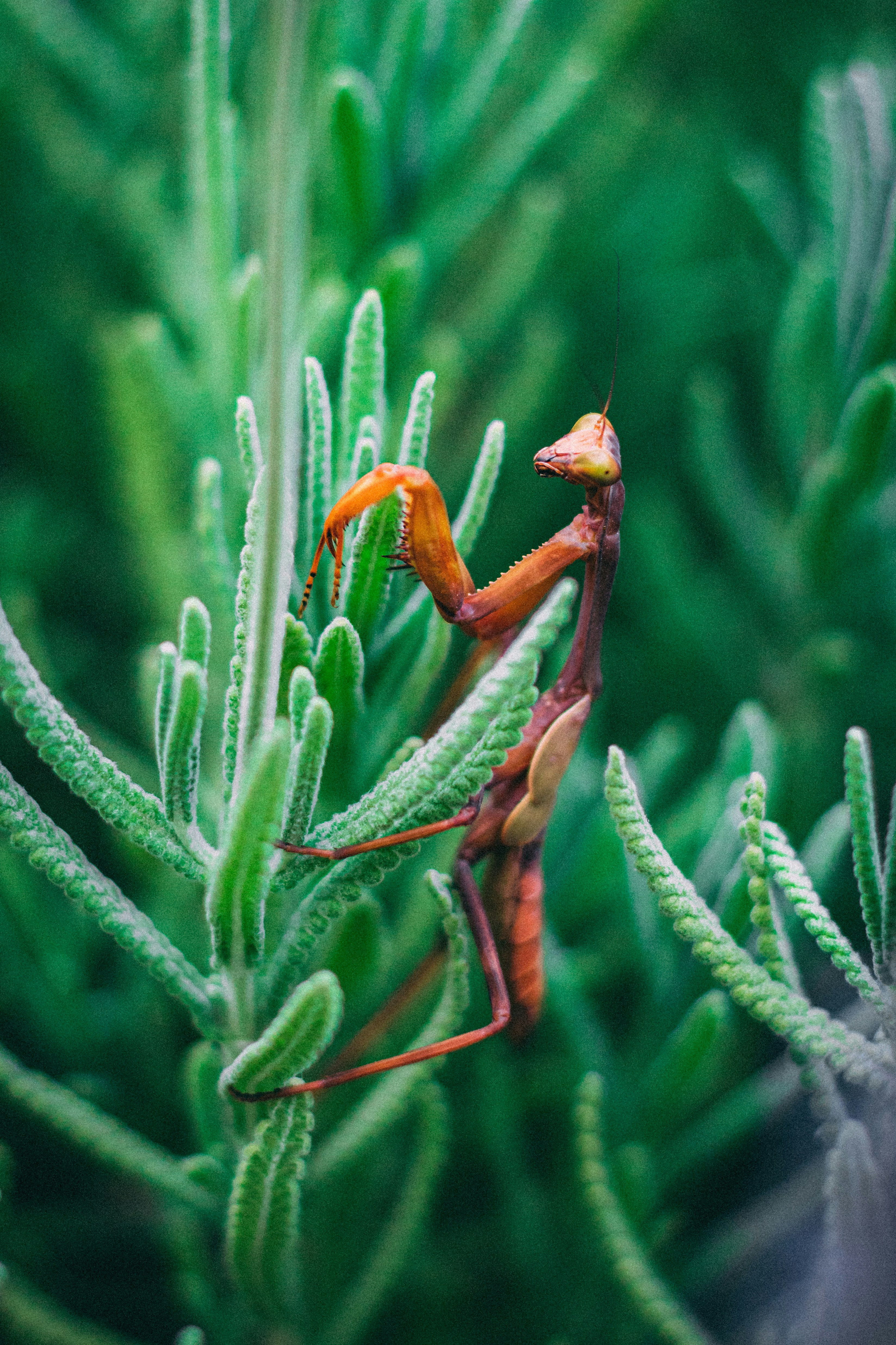Praying Mantis Alchemist Among Green Foliage
