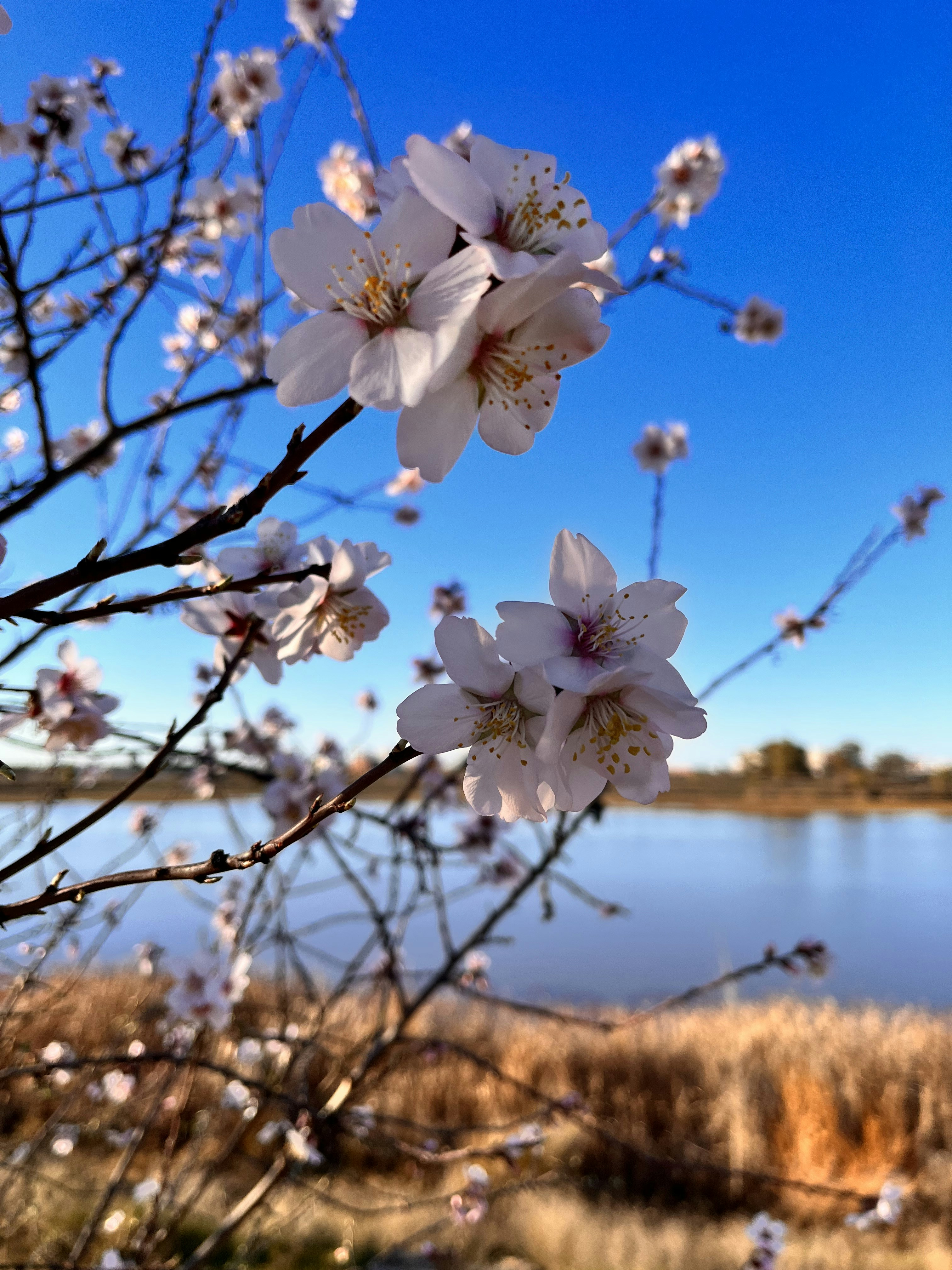 Blossoms at the Edge of a Quiet Lake