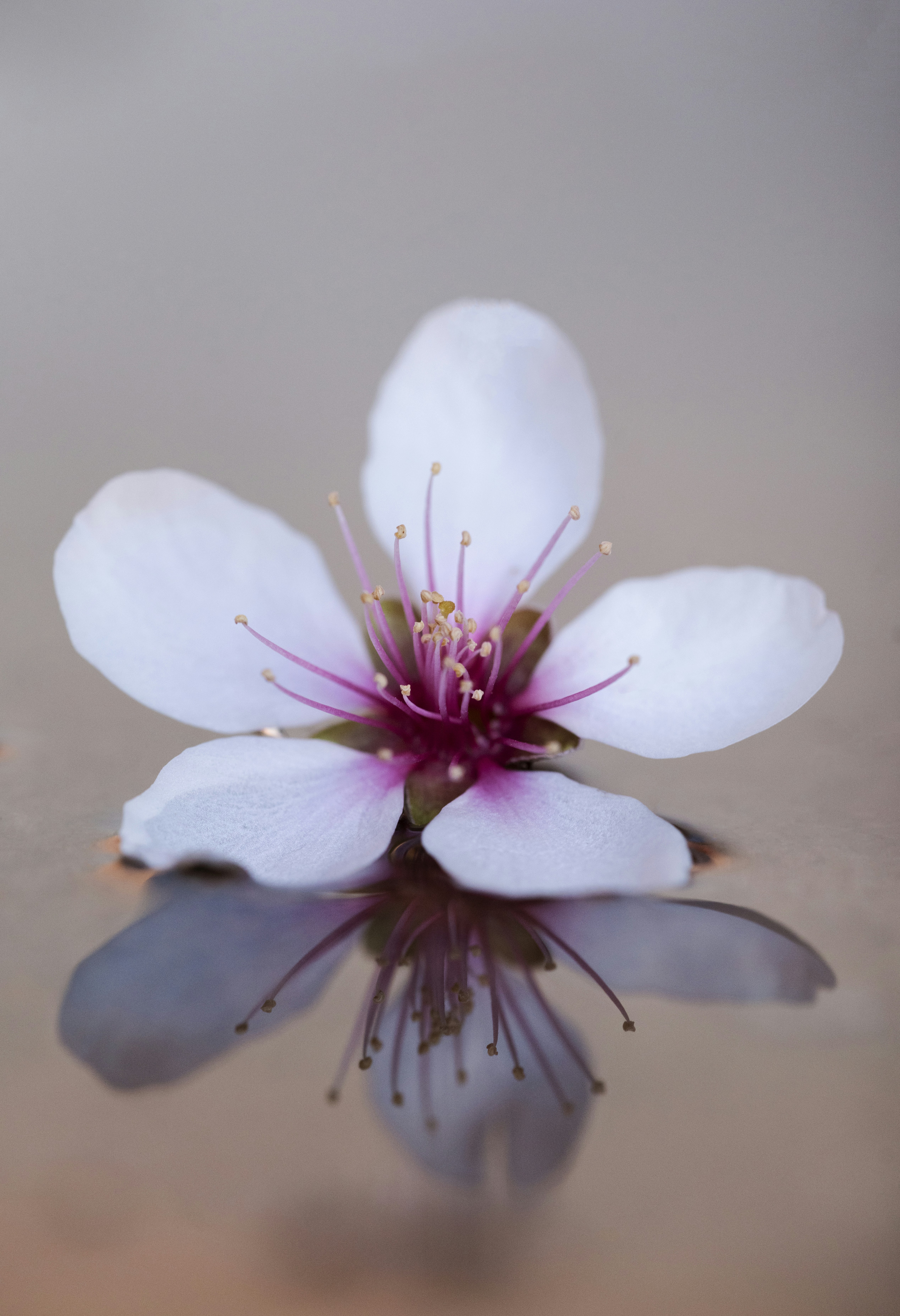Echo of a Bloom: Mirror-Reflected White Blossom with Magenta Center