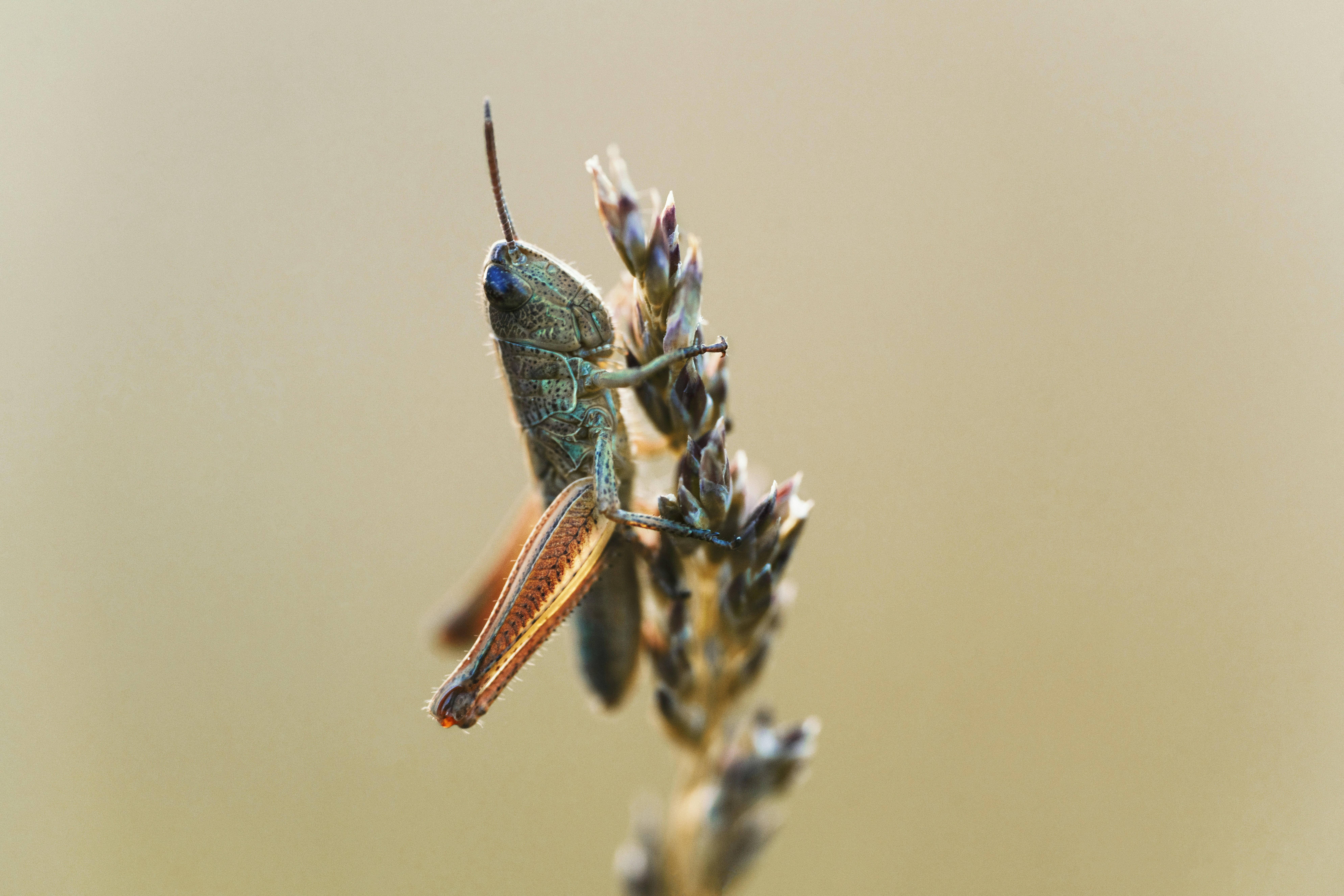 Emerald Grasshopper Clinging to a Seed Head at Dusk