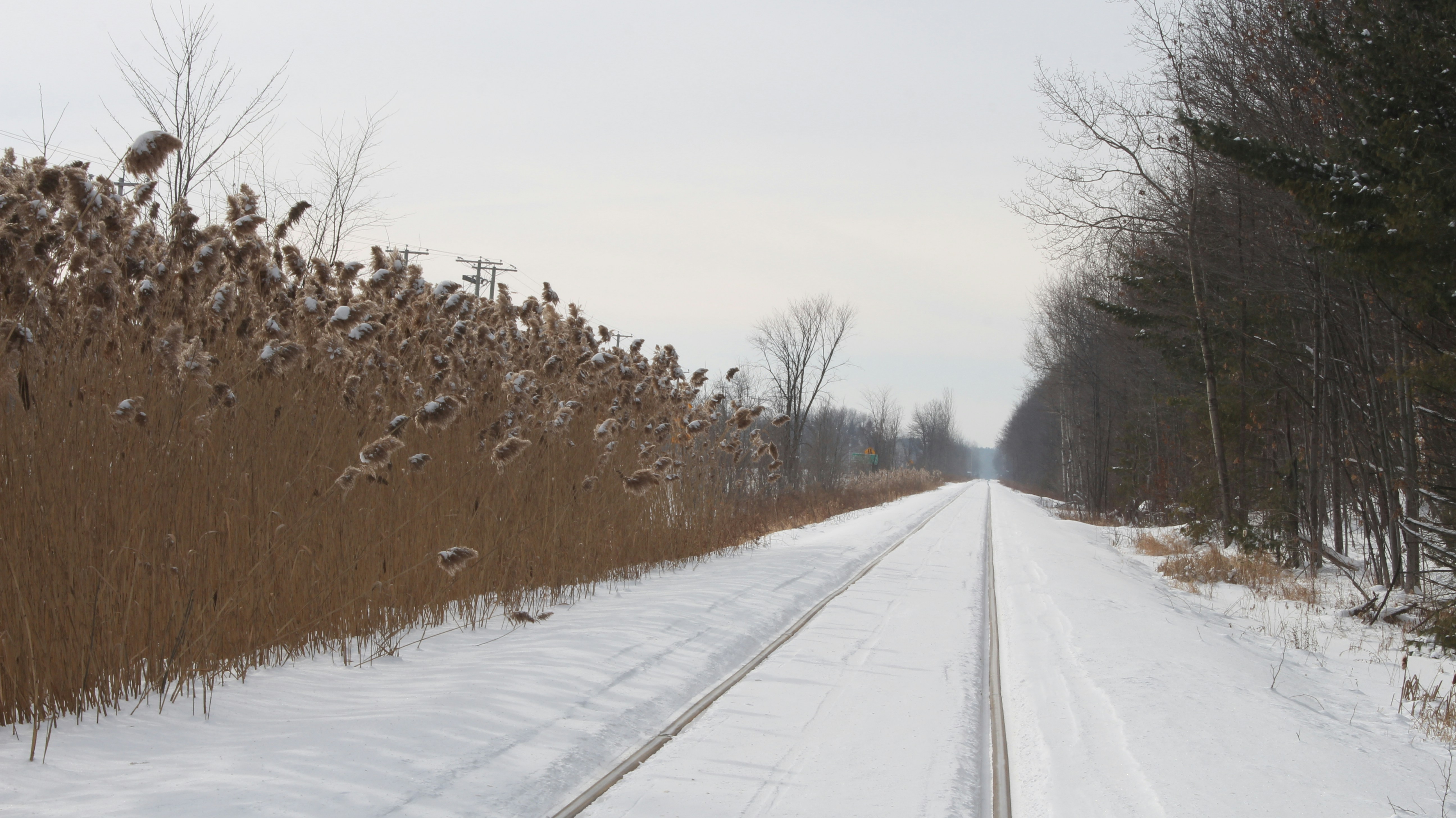 Snow-covered railway flanked by tall grasses and bare trees under a cloudy sky.