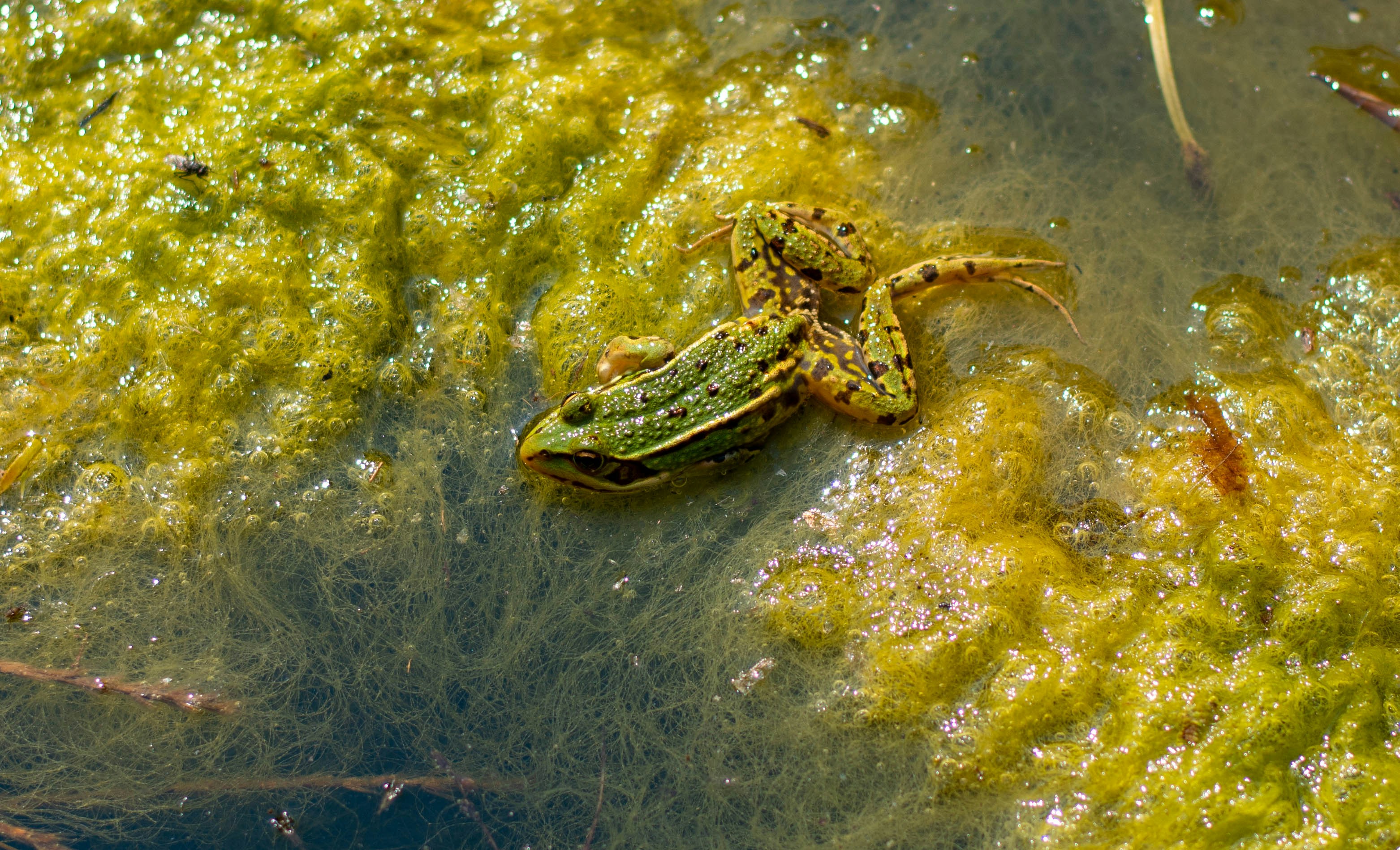 Green frog resting on a bed of algae in a sunlit pond, showcasing its vibrant colors against the textured surface. 