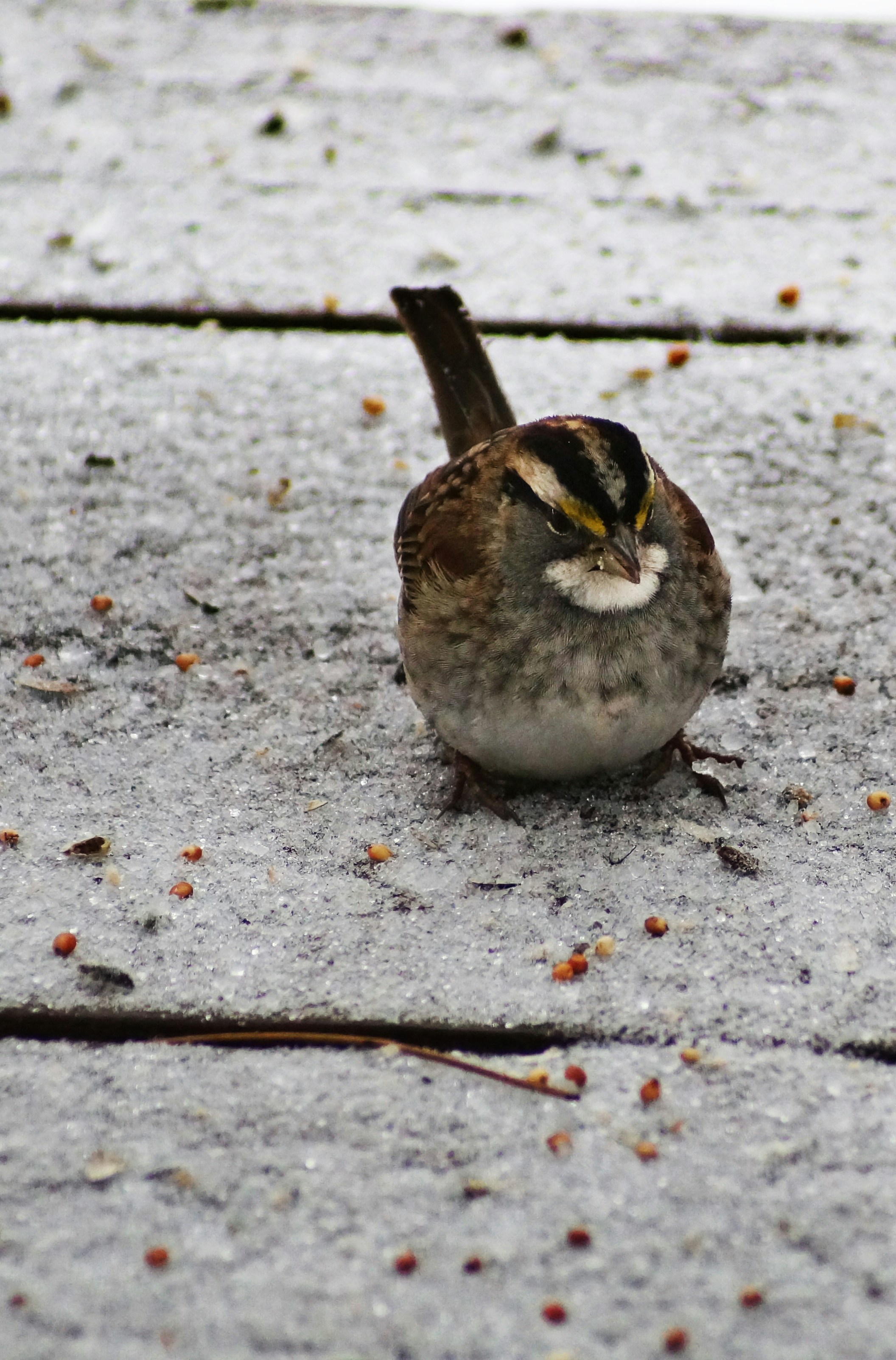 Hushed Moment on a Frosted Deck: Sparrow Pause