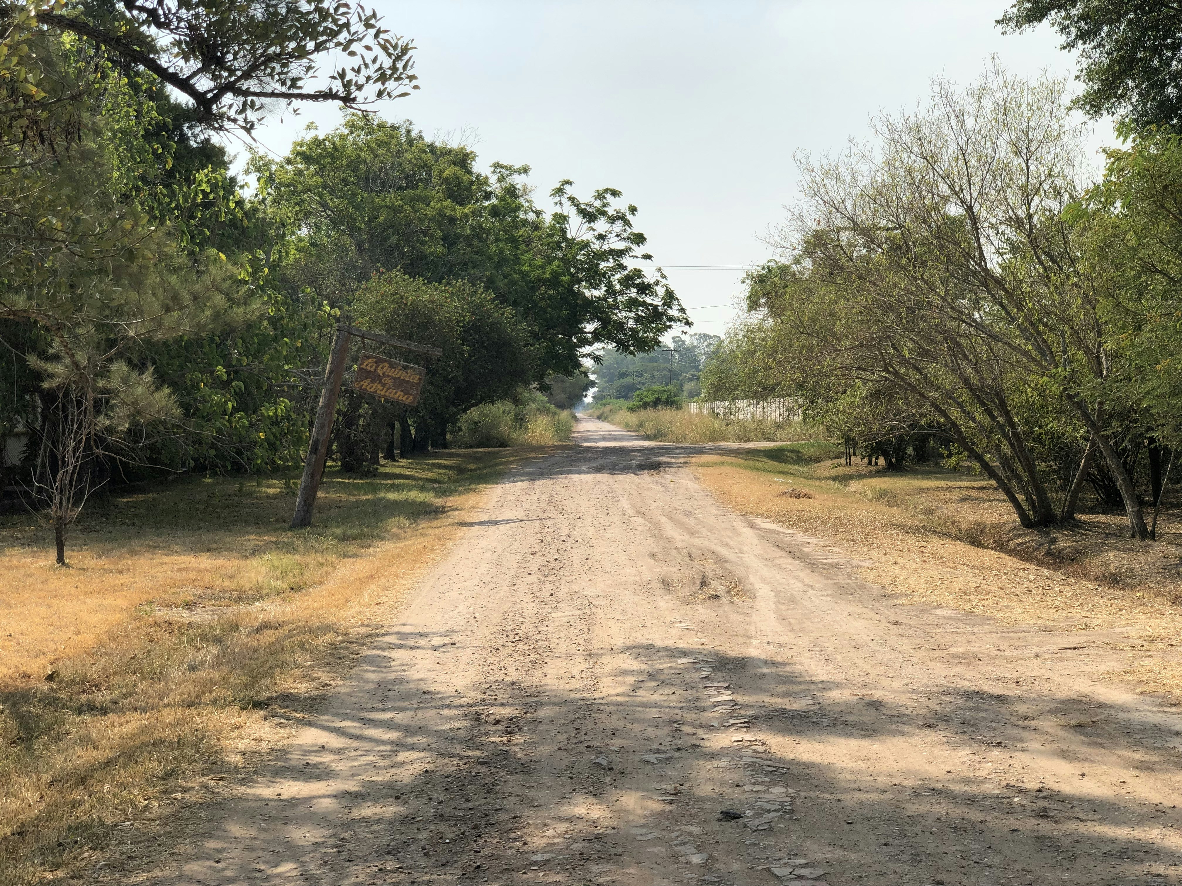 Dusty Road to the Quiet Horizon: Tree-Framed Path in Afternoon Light