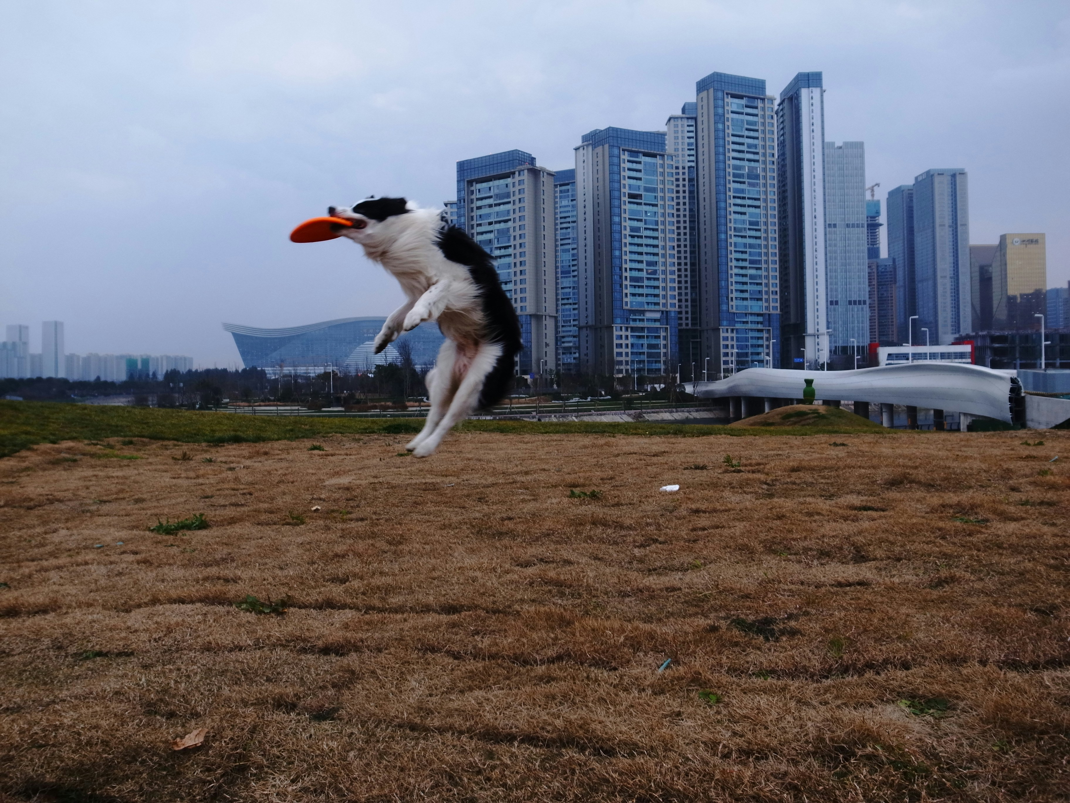 Border collie leaps to catch an orange frisbee in a dry grassy park with a city skyline in the background. This action shot captures athleticism against an urban backdrop.